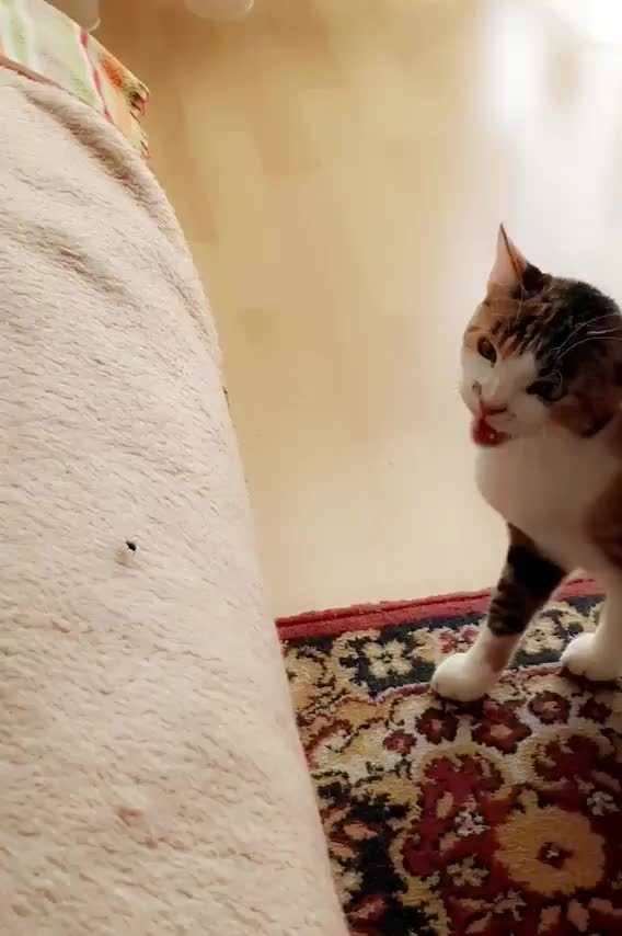 Two pawed slap | Scrolller