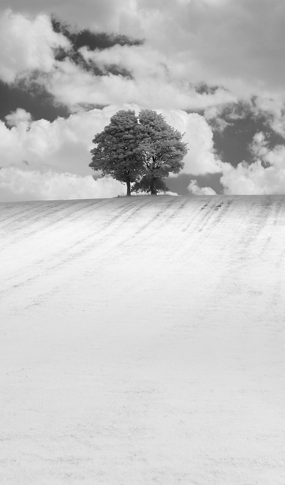 Two Trees (Yorkshire, UK) [942 x 1600][OC] | Scrolller