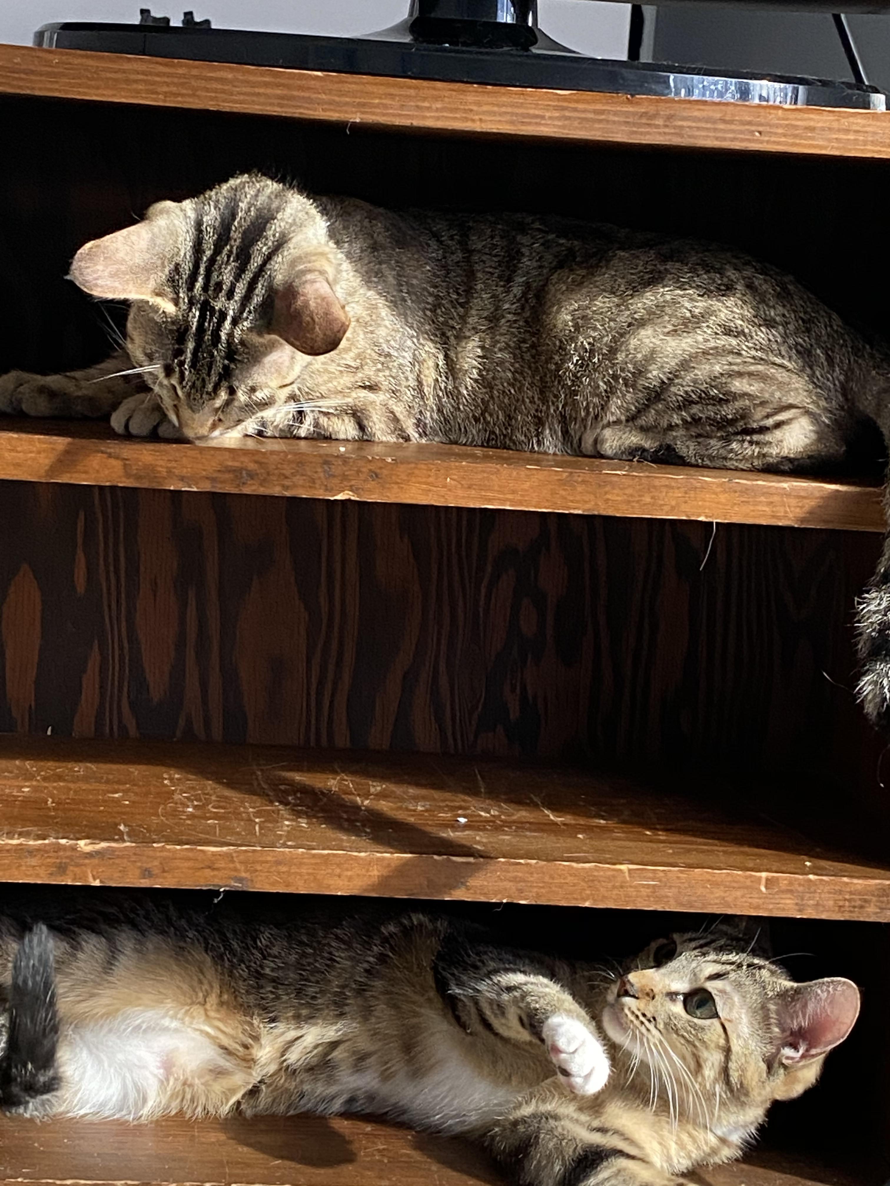 Unconventional cat trap (they actually keep fighting and using this to hide) | Scrolller