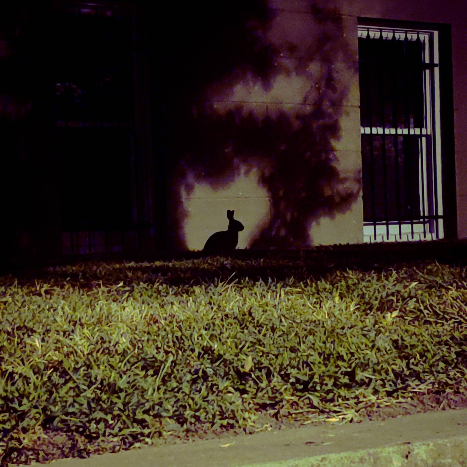 Unexpected nightwalk visitor | Scrolller