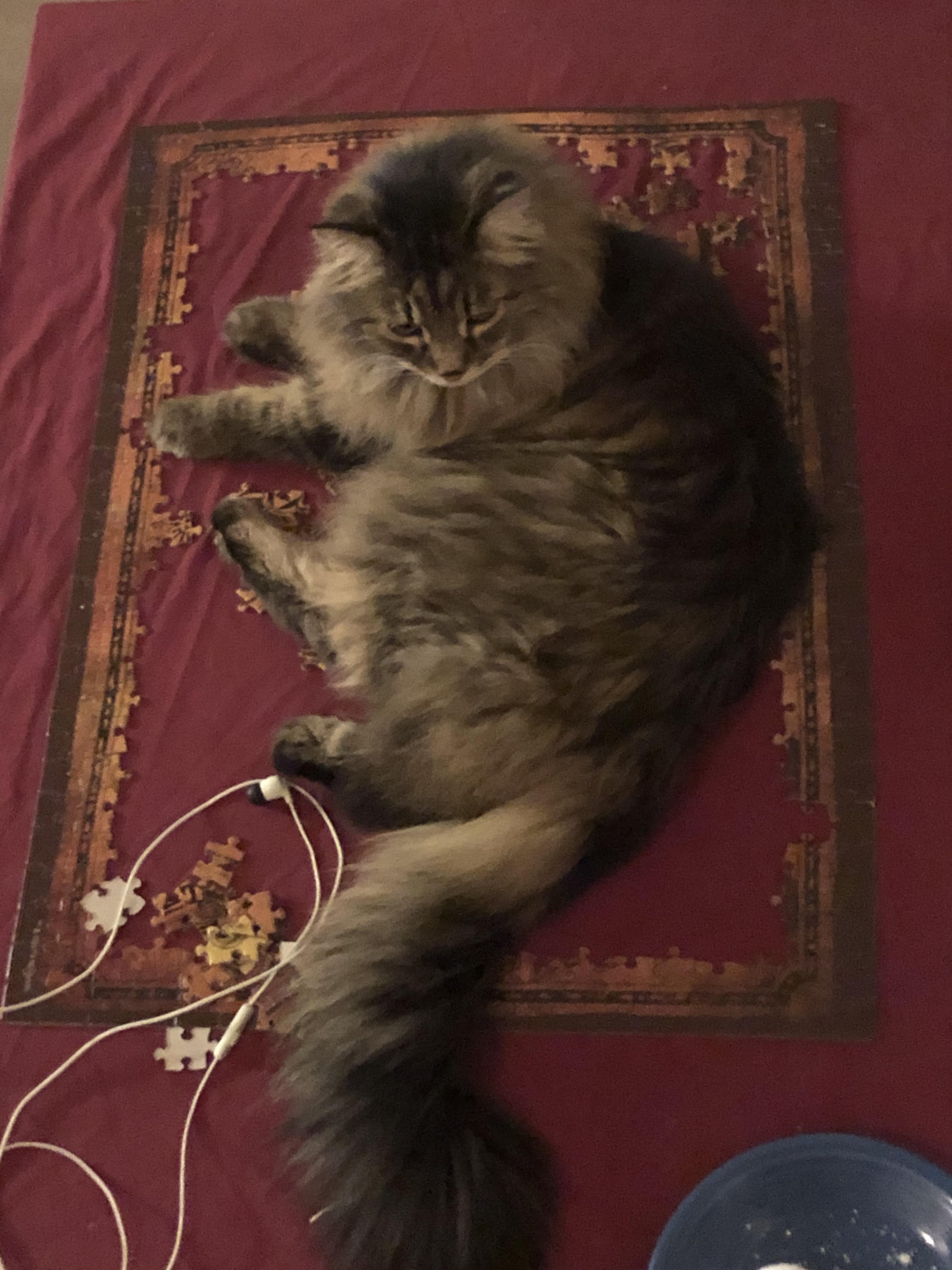 unfinished puzzle - perfect trap | Scrolller