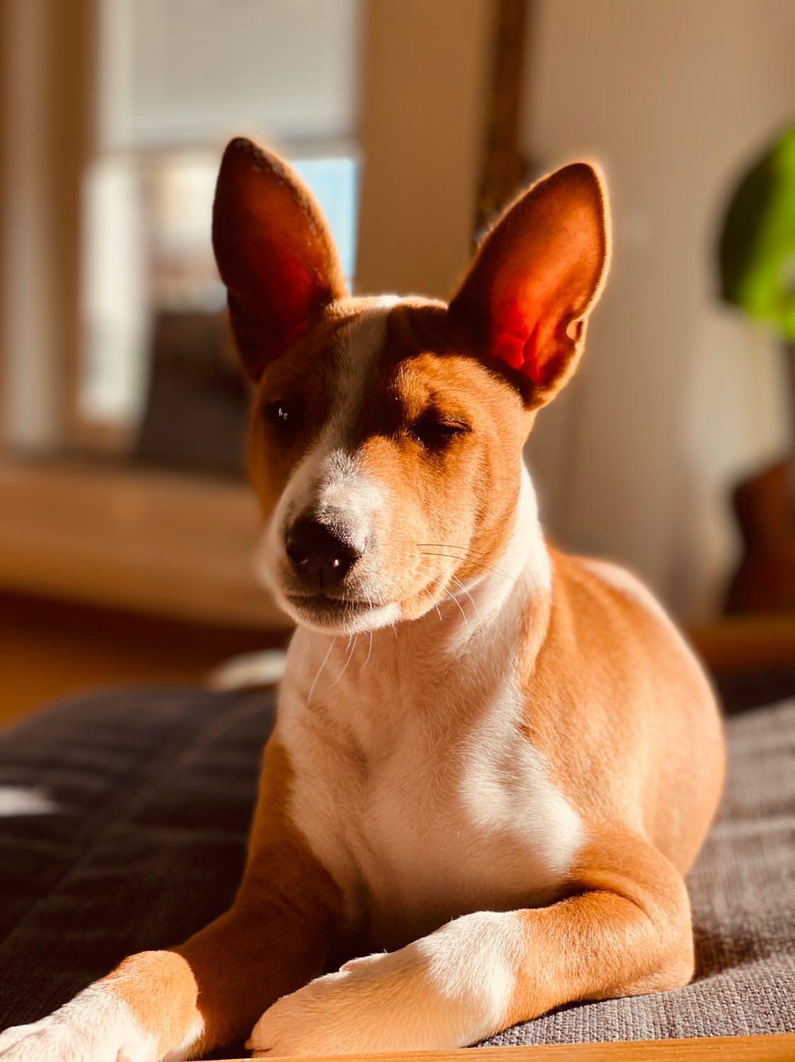 Discover more like Basenji: 😉 and Related Content | Scrolller