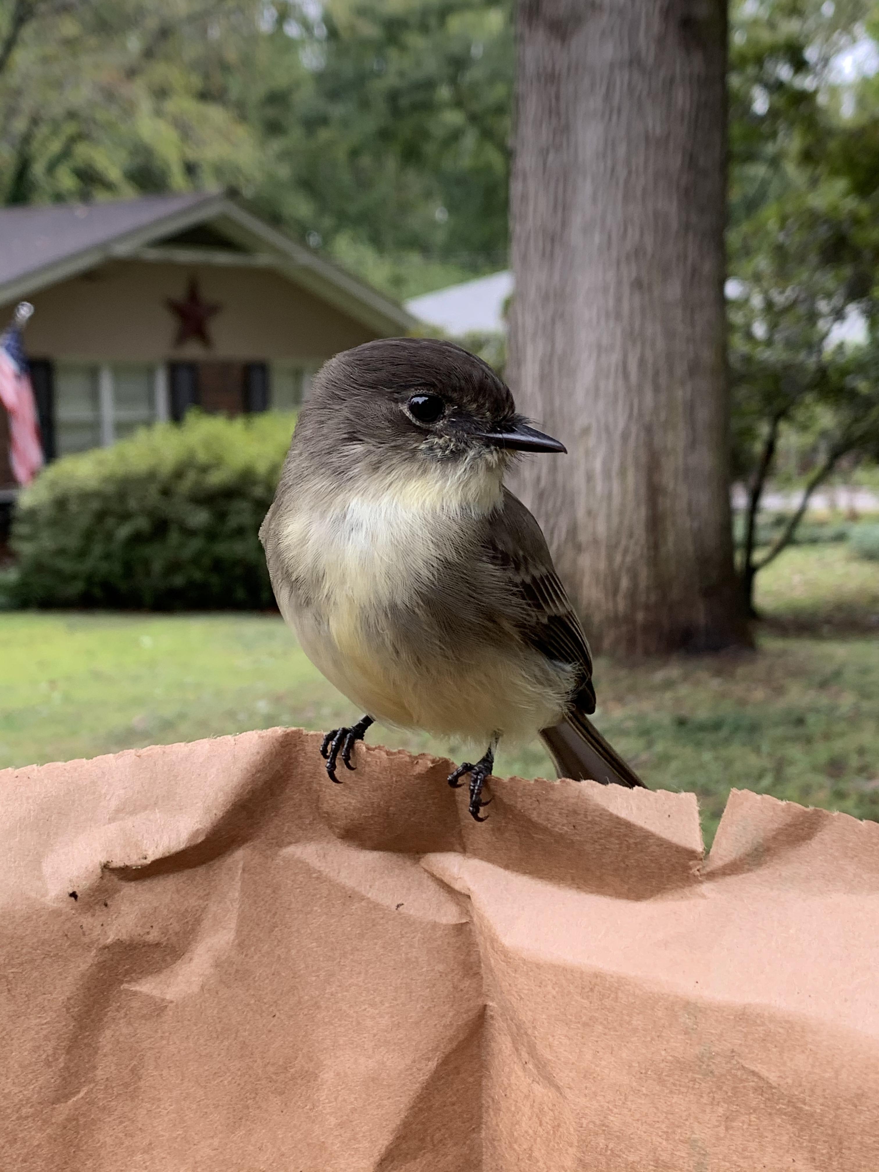 Up close with a curious Eastern Phoebe | Scrolller