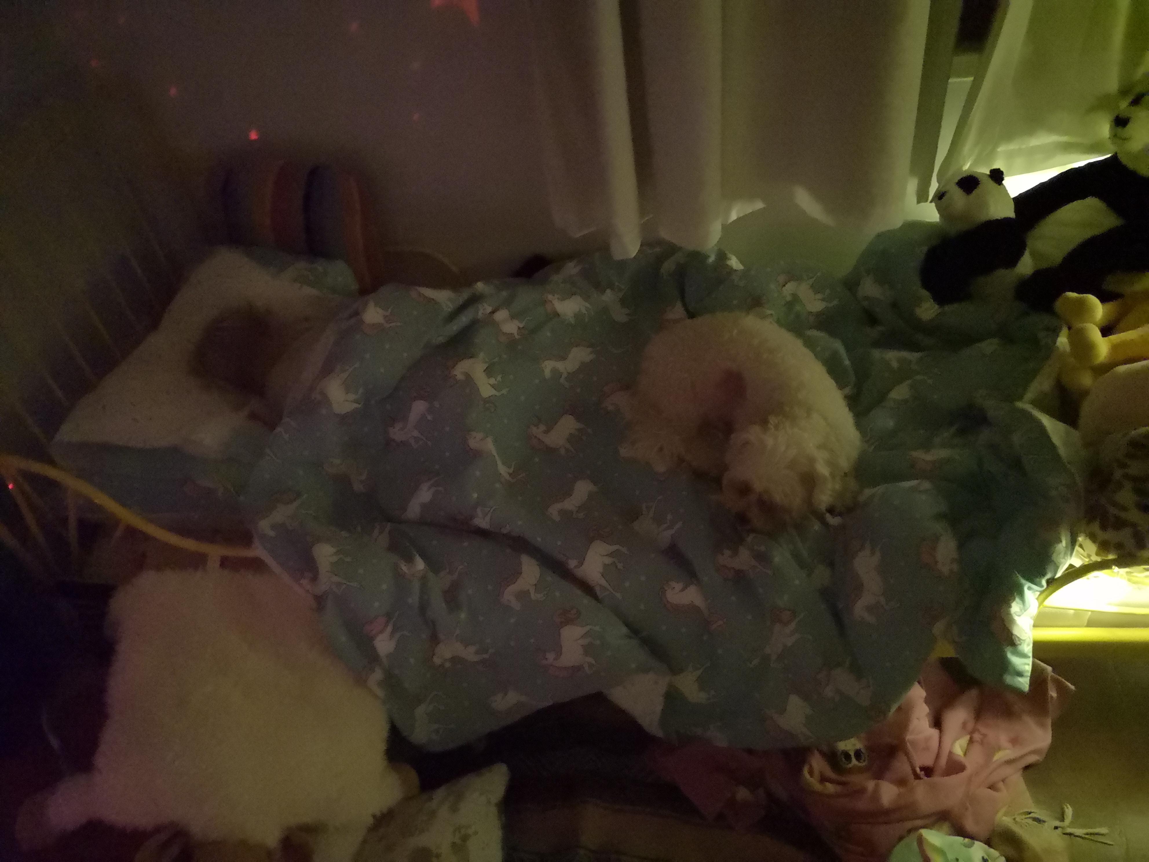 Update: Obi is on his sisters bed, he's ready to go. Xxxx god speed my boy | Scrolller