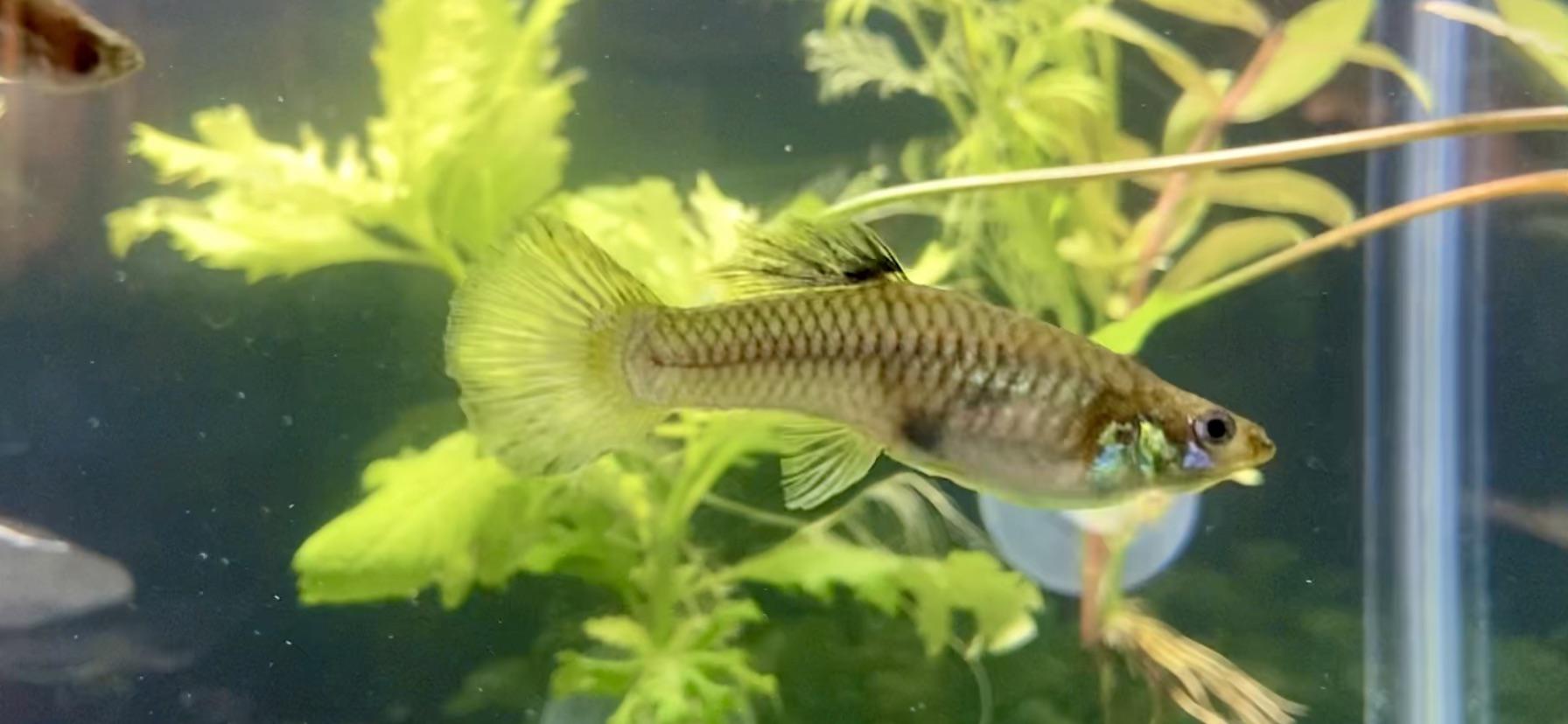 Update- XXY/Hermaphroditism guppy. | Scrolller