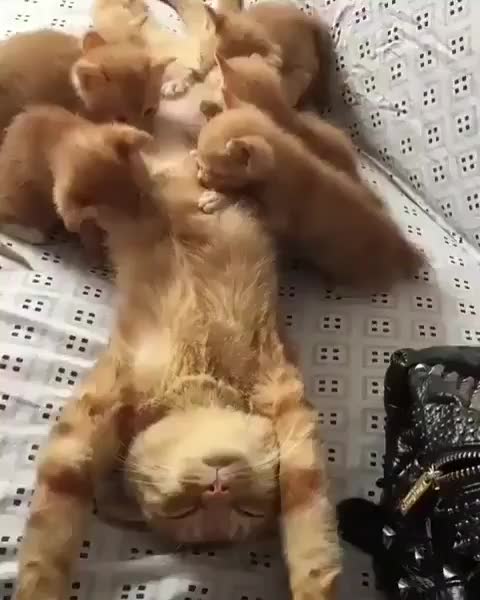 upside down sploot | Scrolller