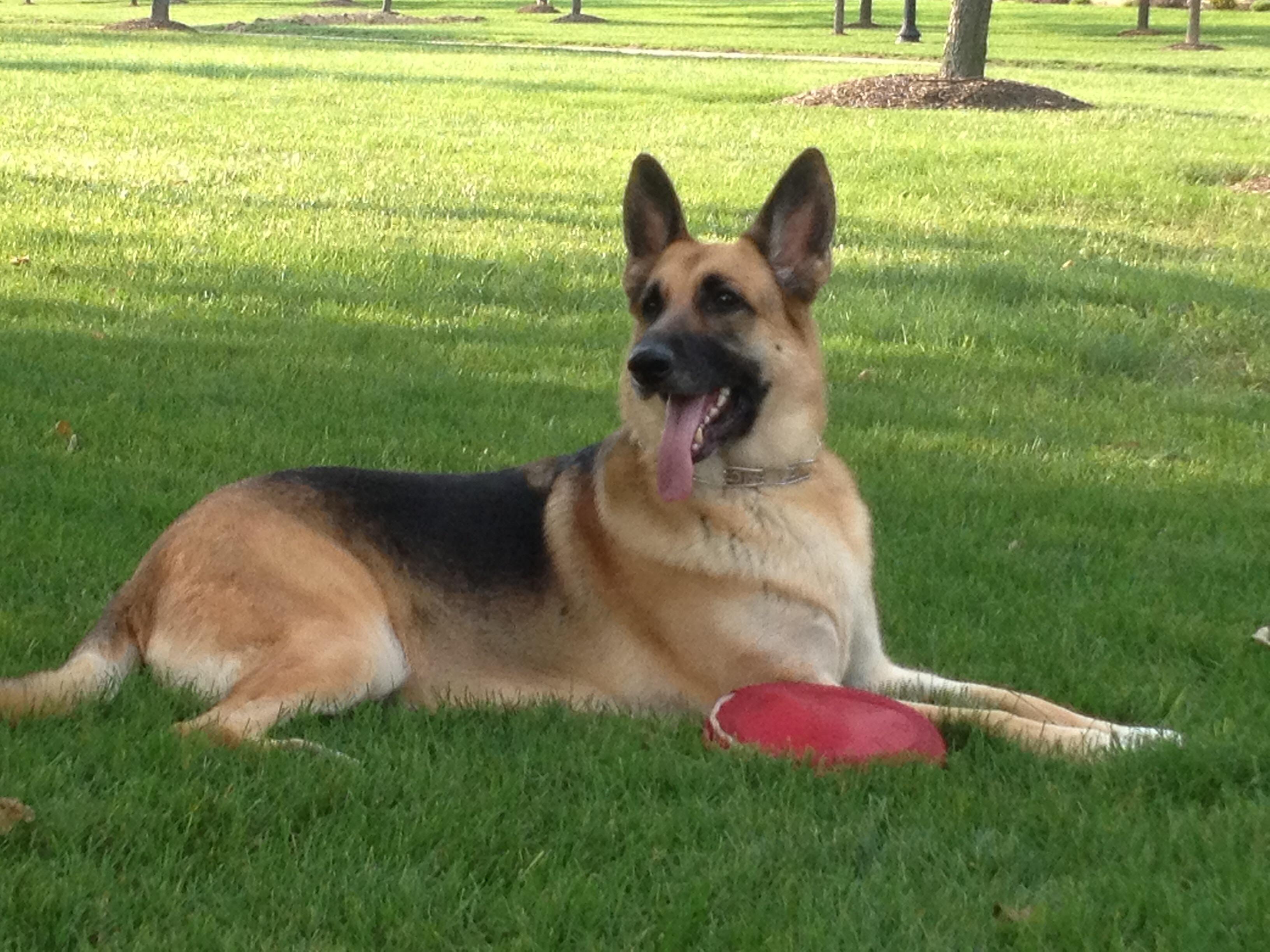 Utah the GSD. 2008-2016 | Scrolller