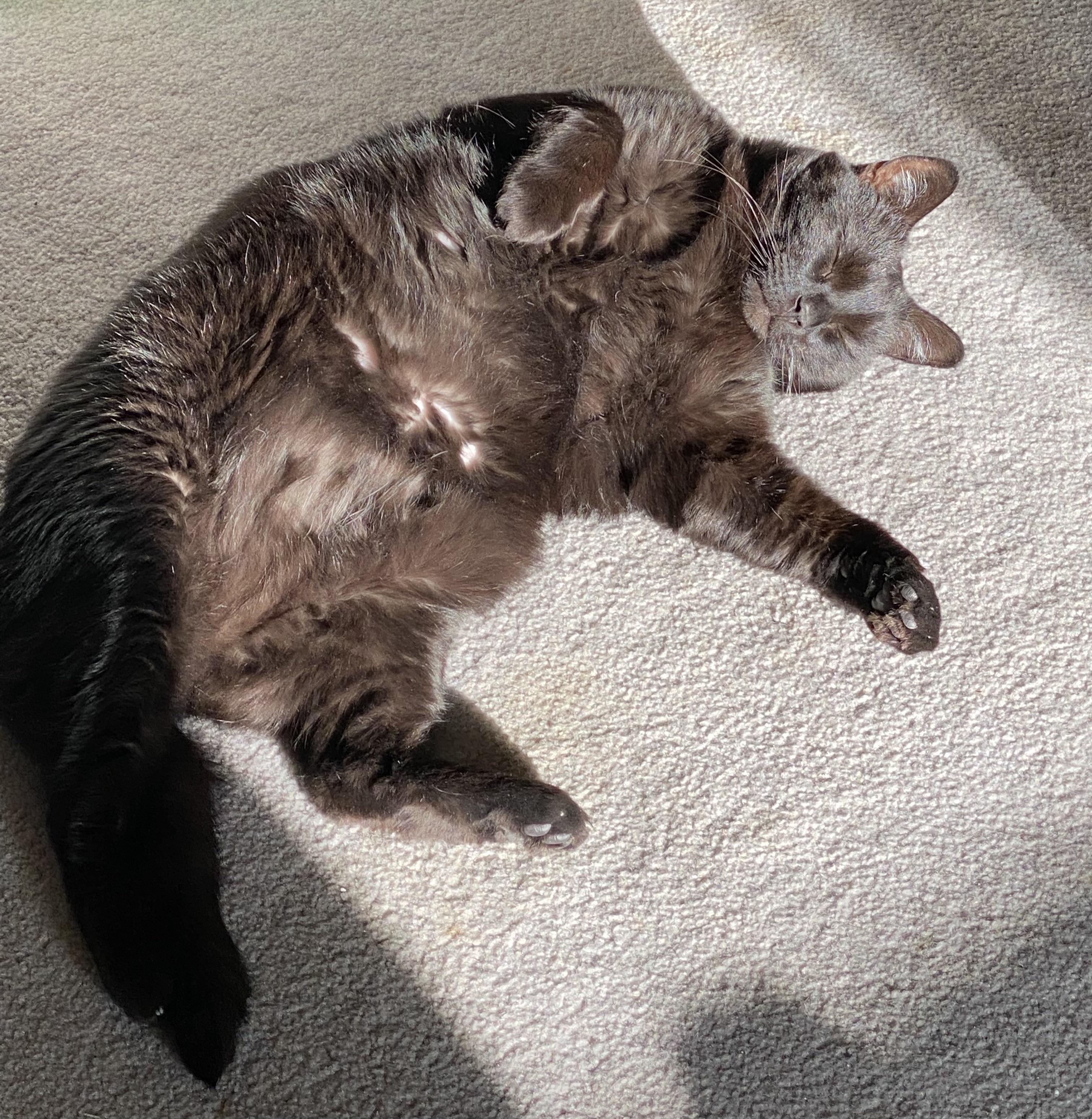 Vader getting some sun | Scrolller