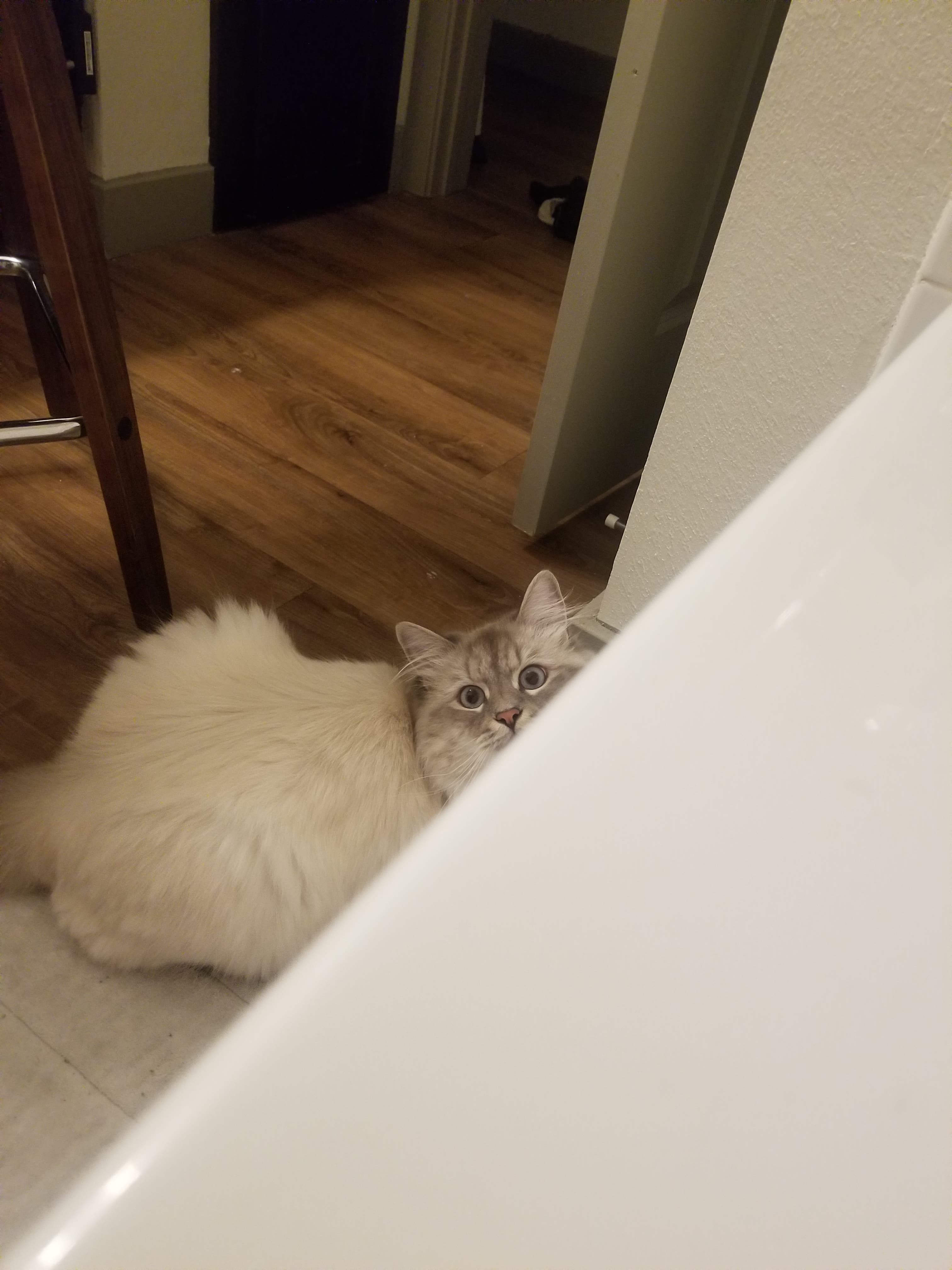 Discover more like MildlyStartledCats: Vanilla still doesn't understand why I take baths and ...