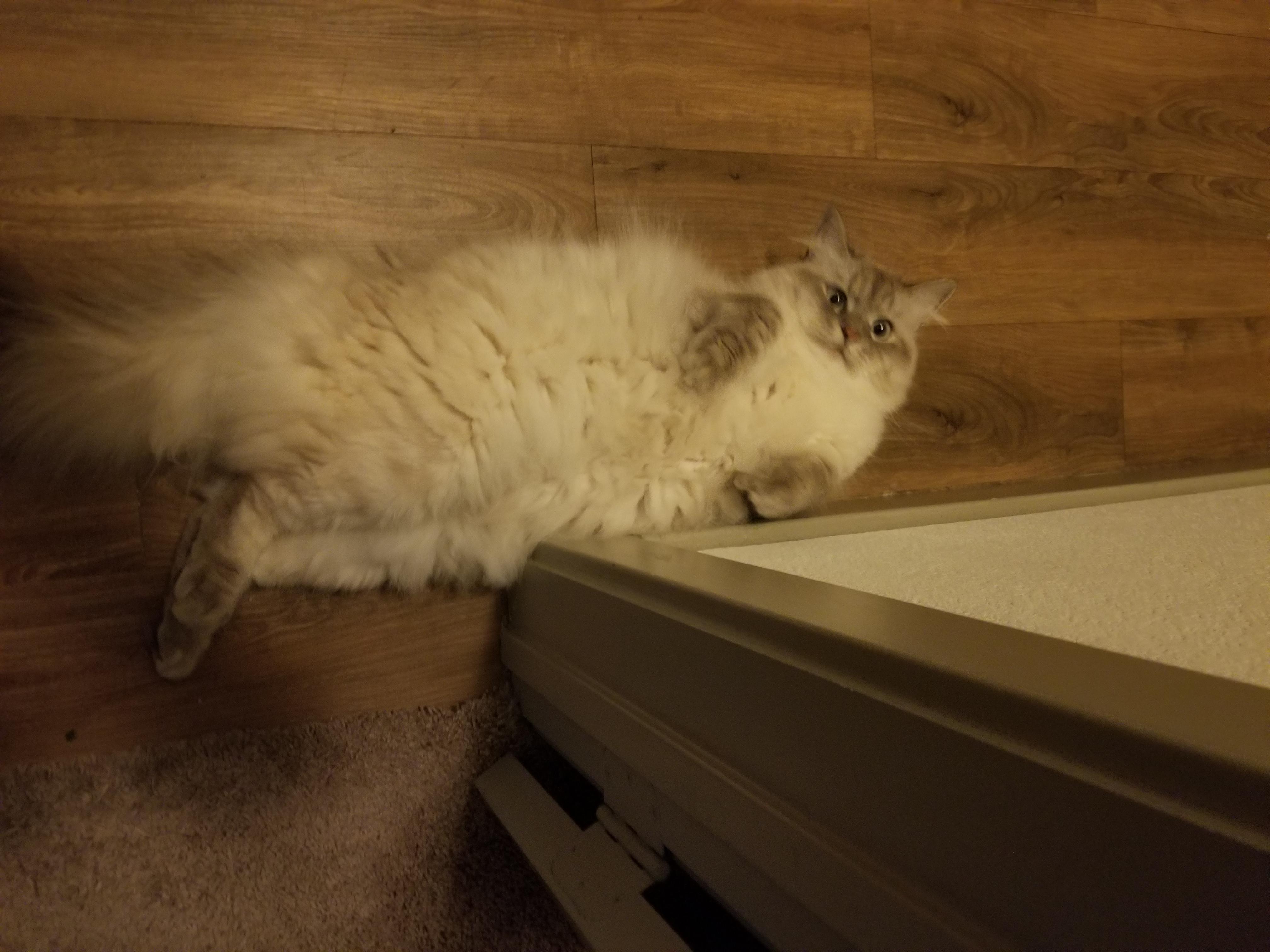 Vanilla's floofy belly | Scrolller