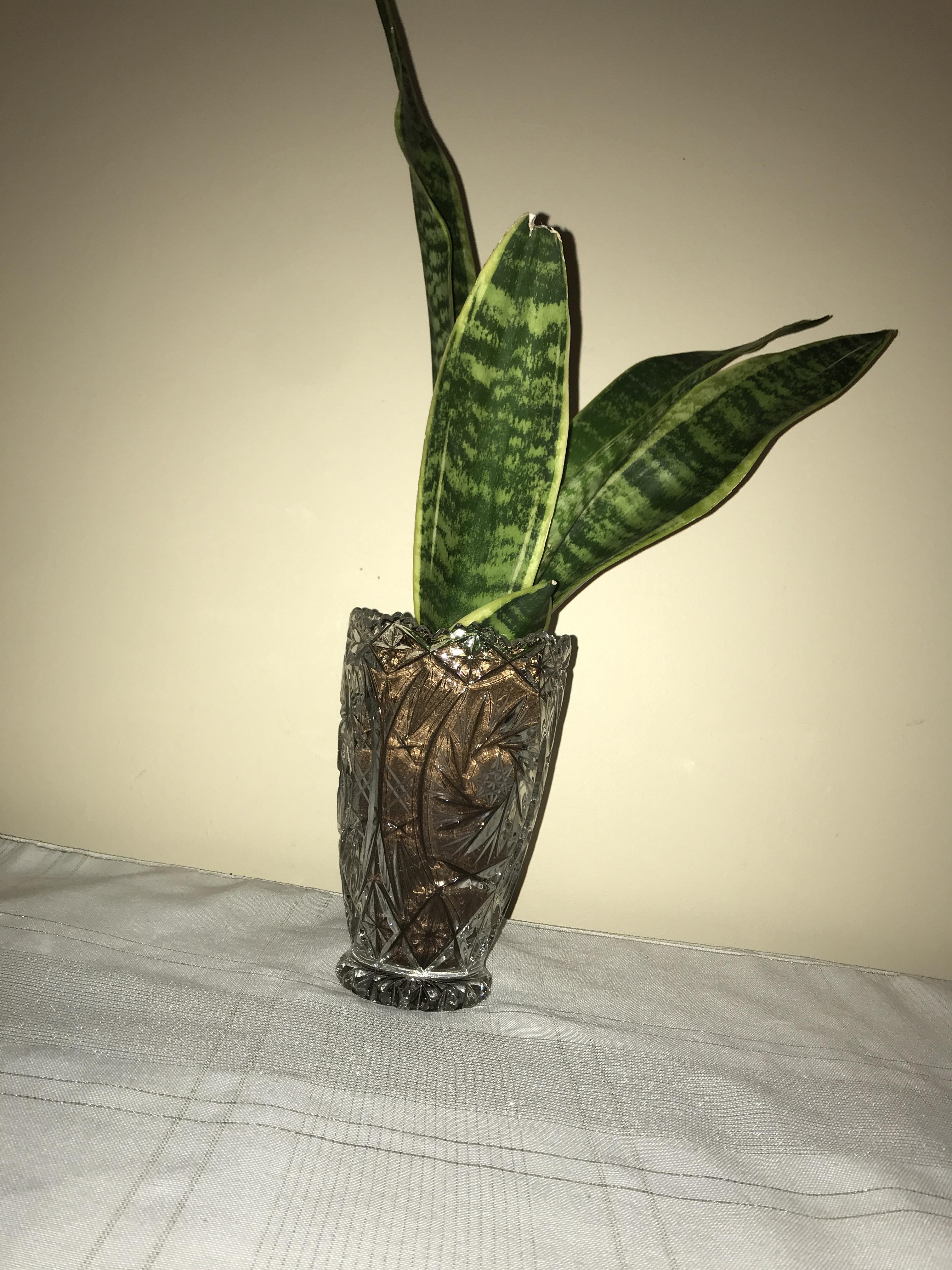 vase [sansaviera] | Scrolller