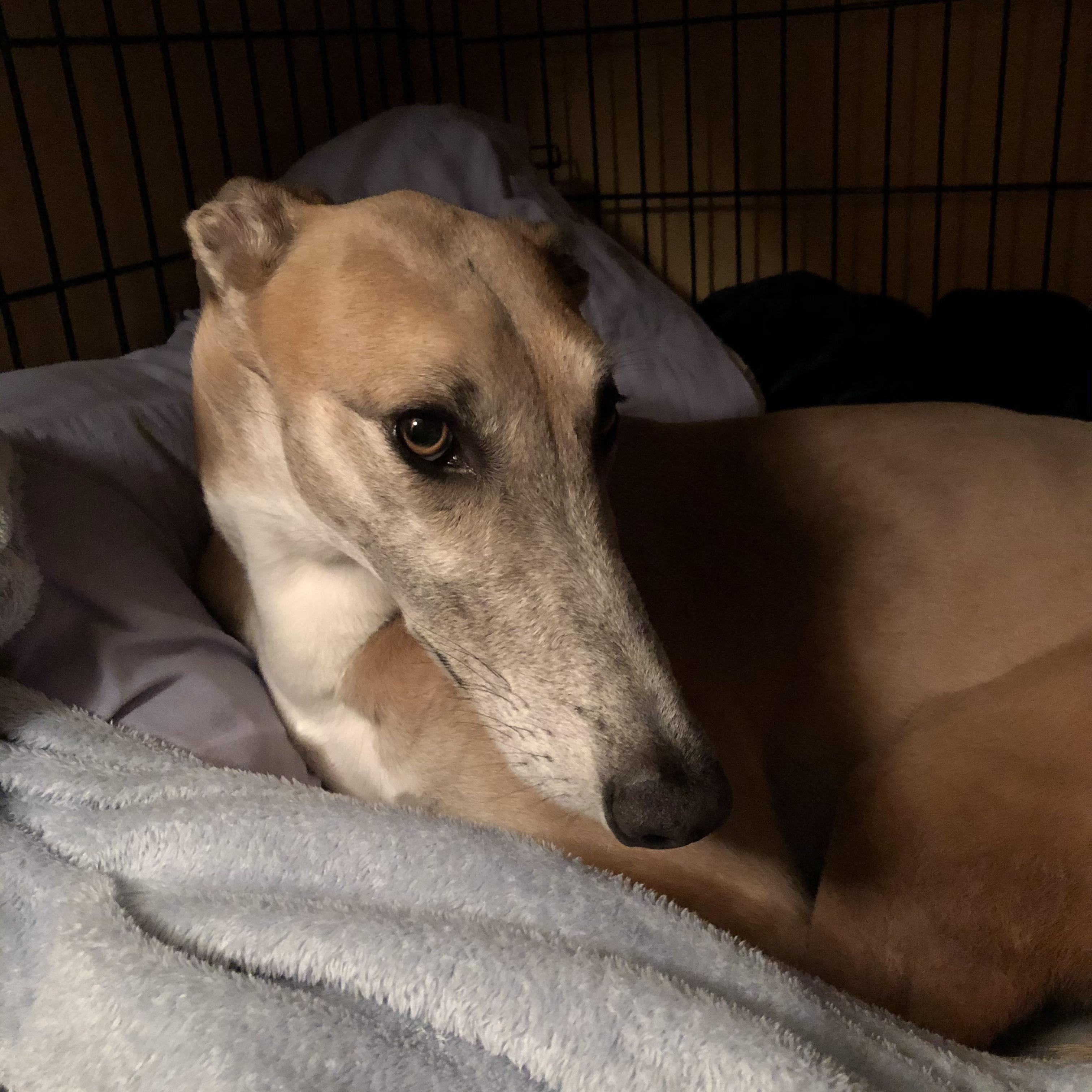 Very handsome good boye in repose. | Scrolller