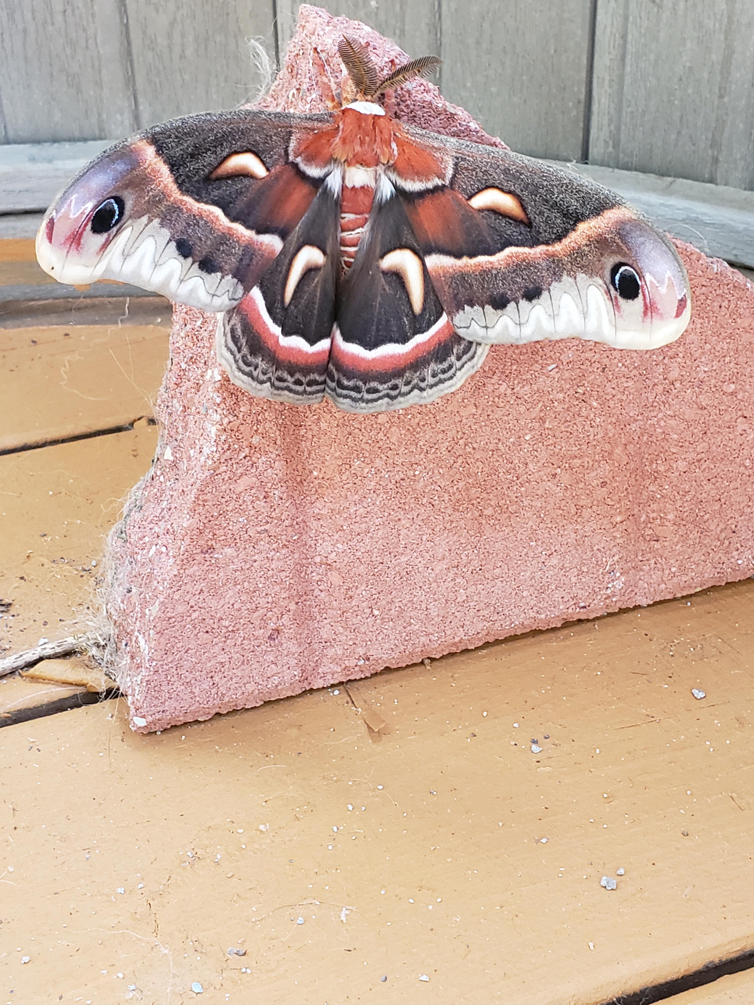 Very large moth | Scrolller