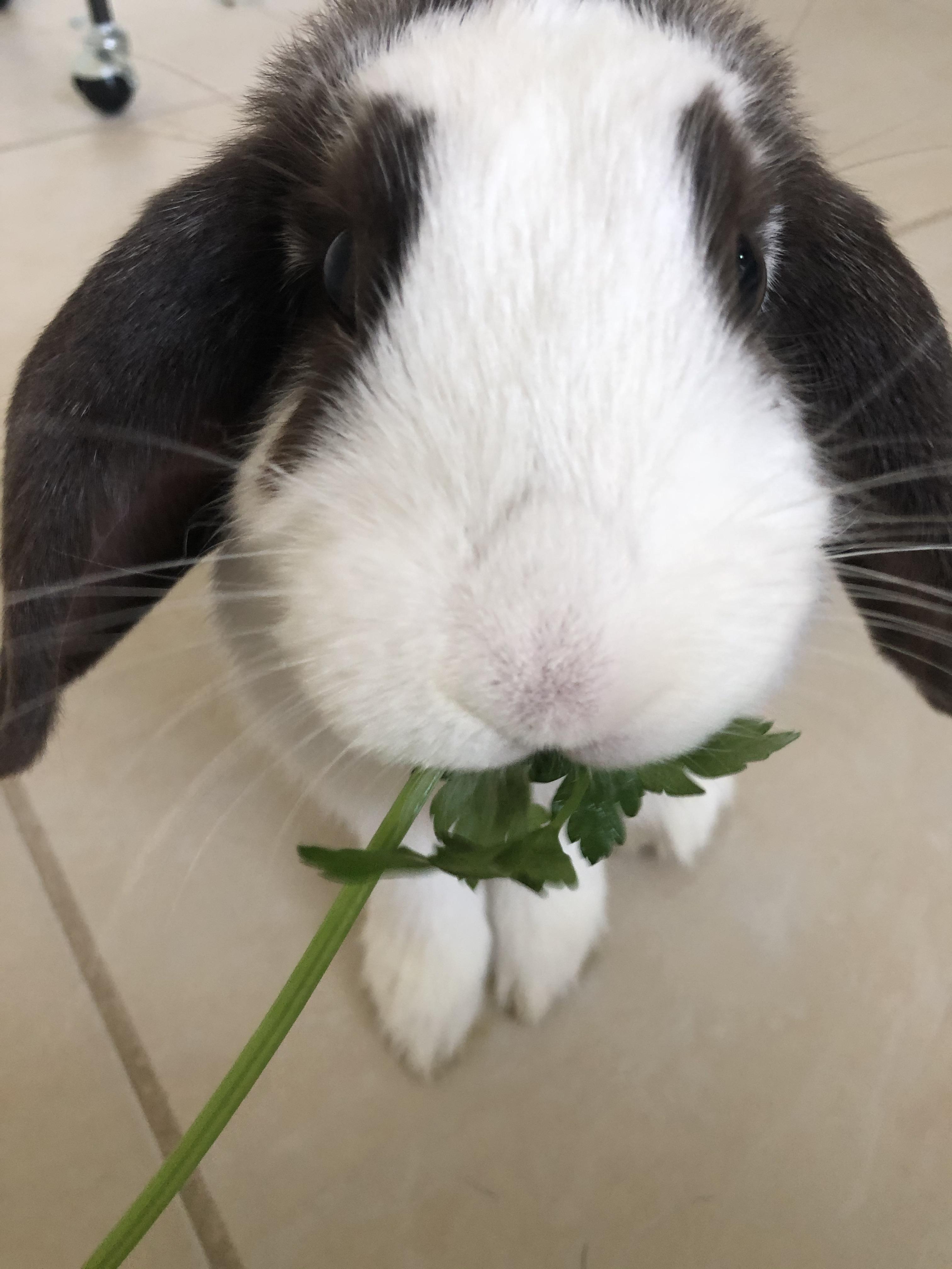 Very photogenic bun | Scrolller