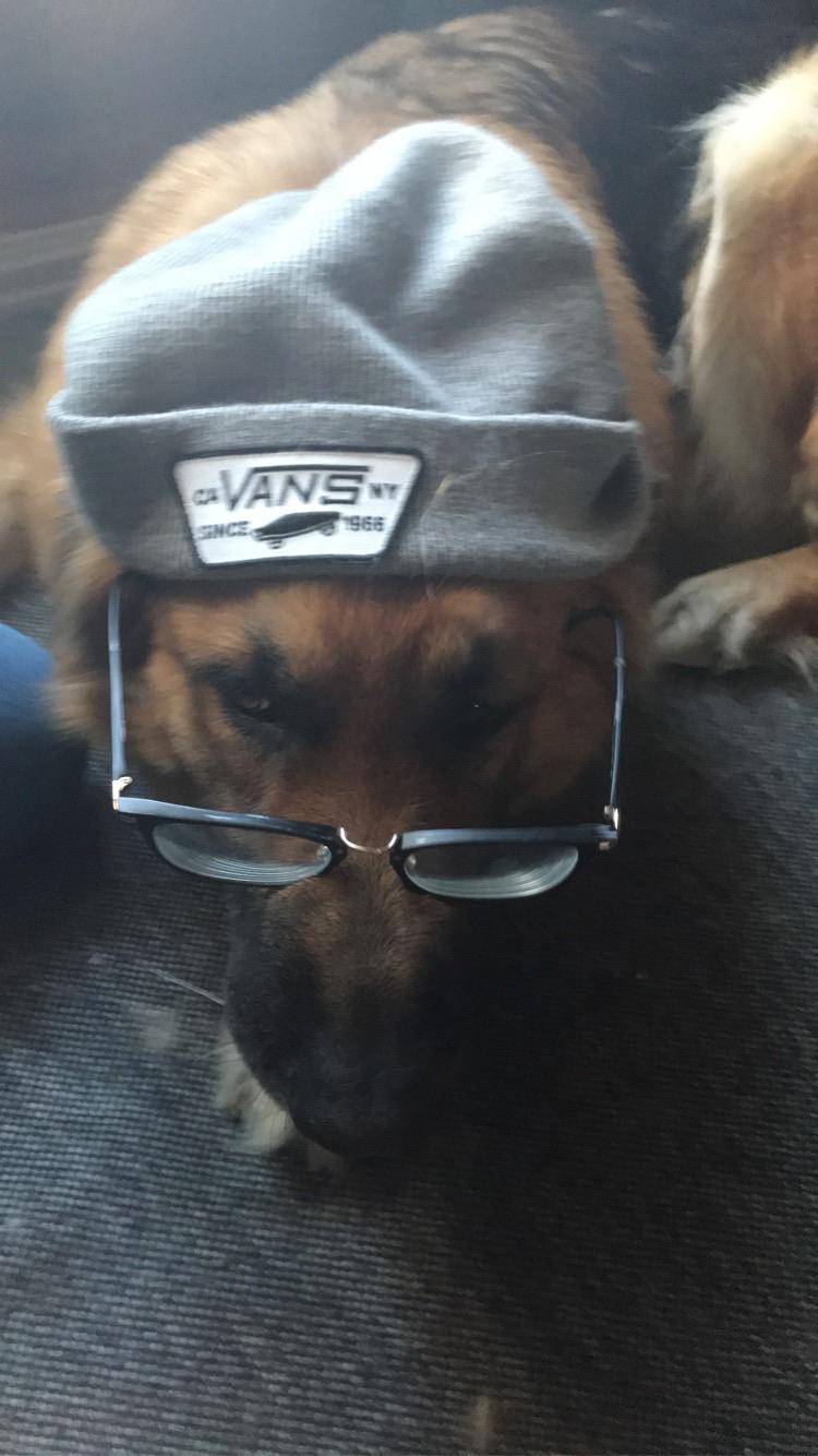 Very smart doggo | Scrolller