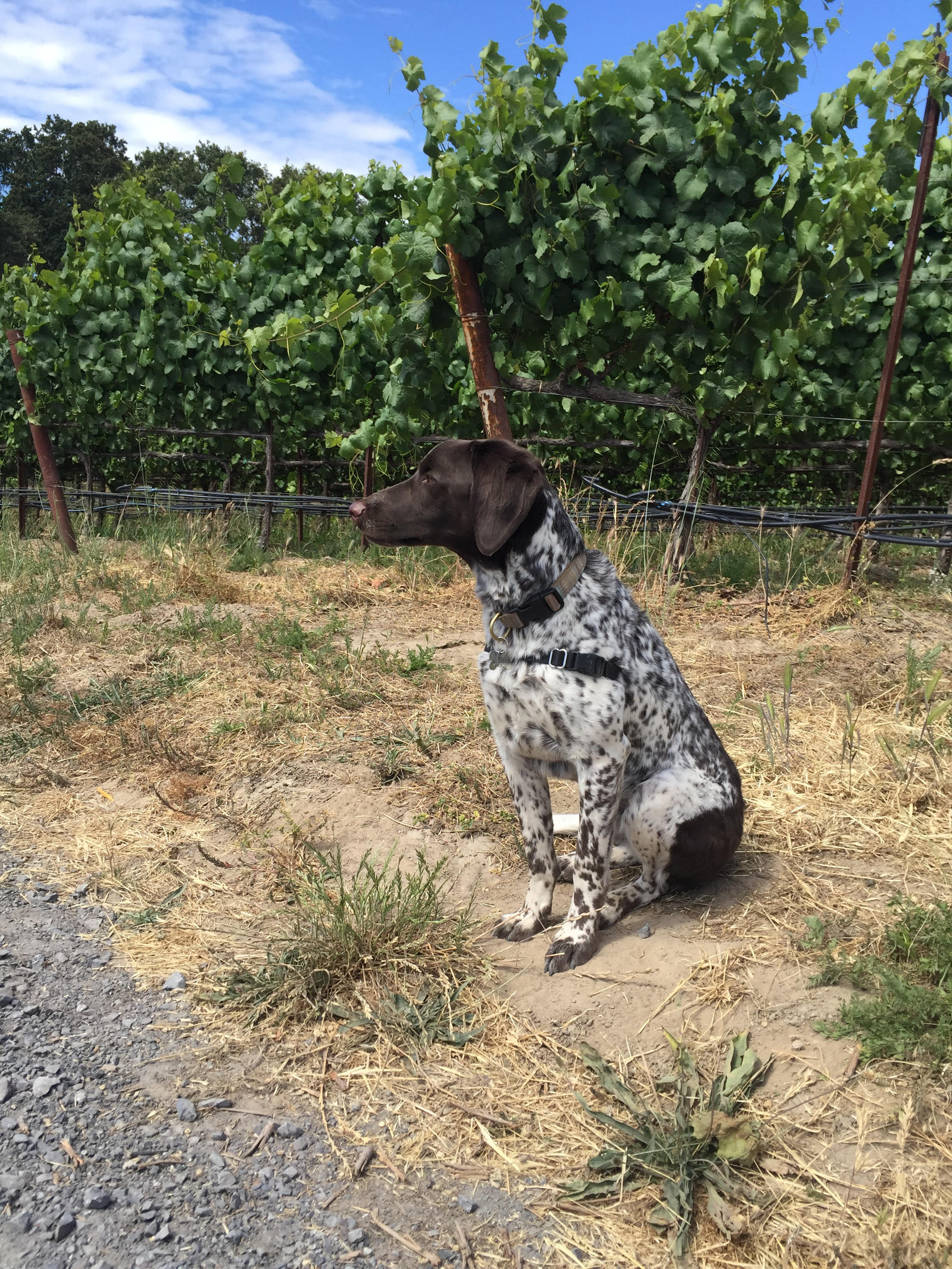 Vineyard GSP | Scrolller