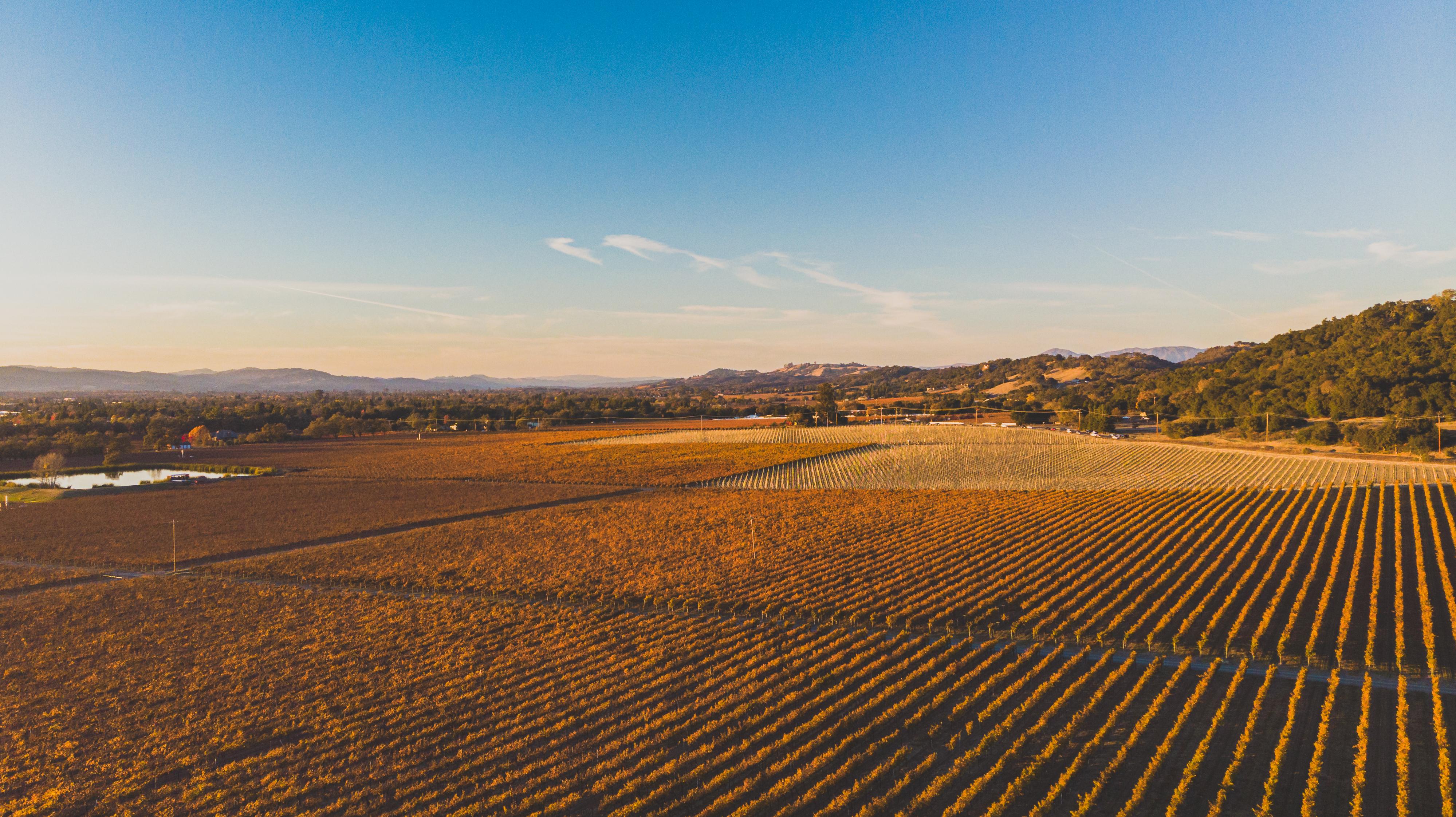 Vineyard Sunsets in Sonoma County, CA | Scrolller