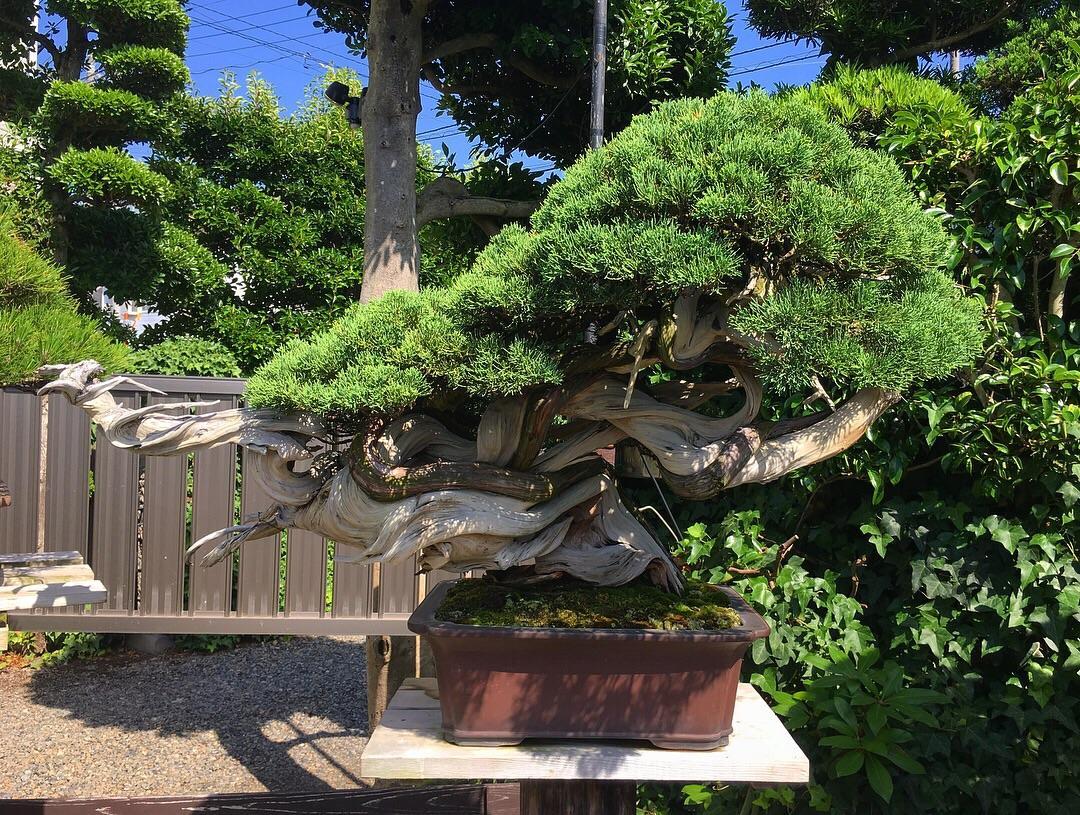 Visited Master Kimura's garden while in Japan. It was an incredible honor, and completely ...