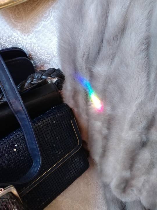 Vivid rainbow on fur | Scrolller