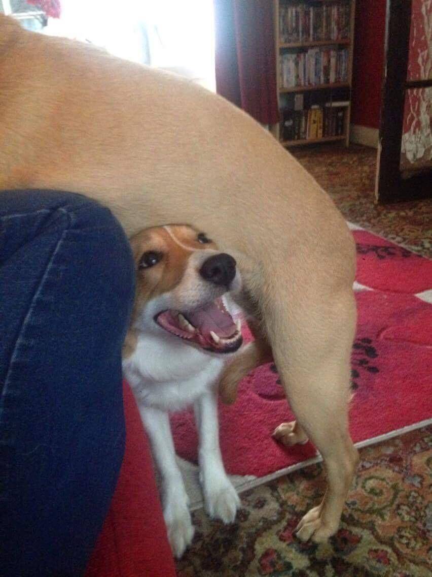 Vixen never stops smiling. | Scrolller