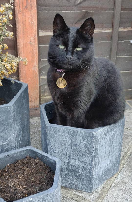 Void Foliage | Scrolller