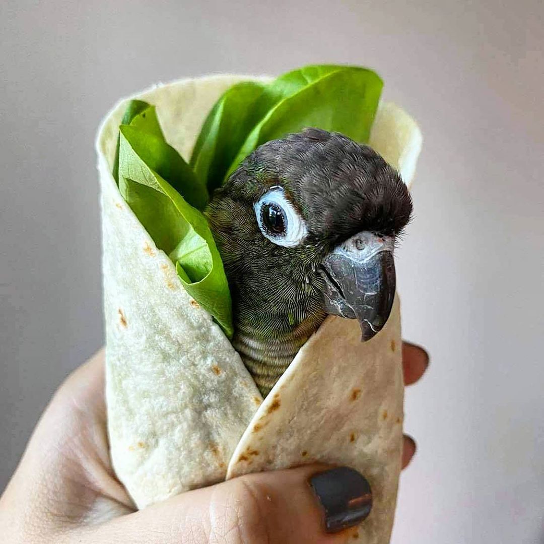 vore_irl | Scrolller