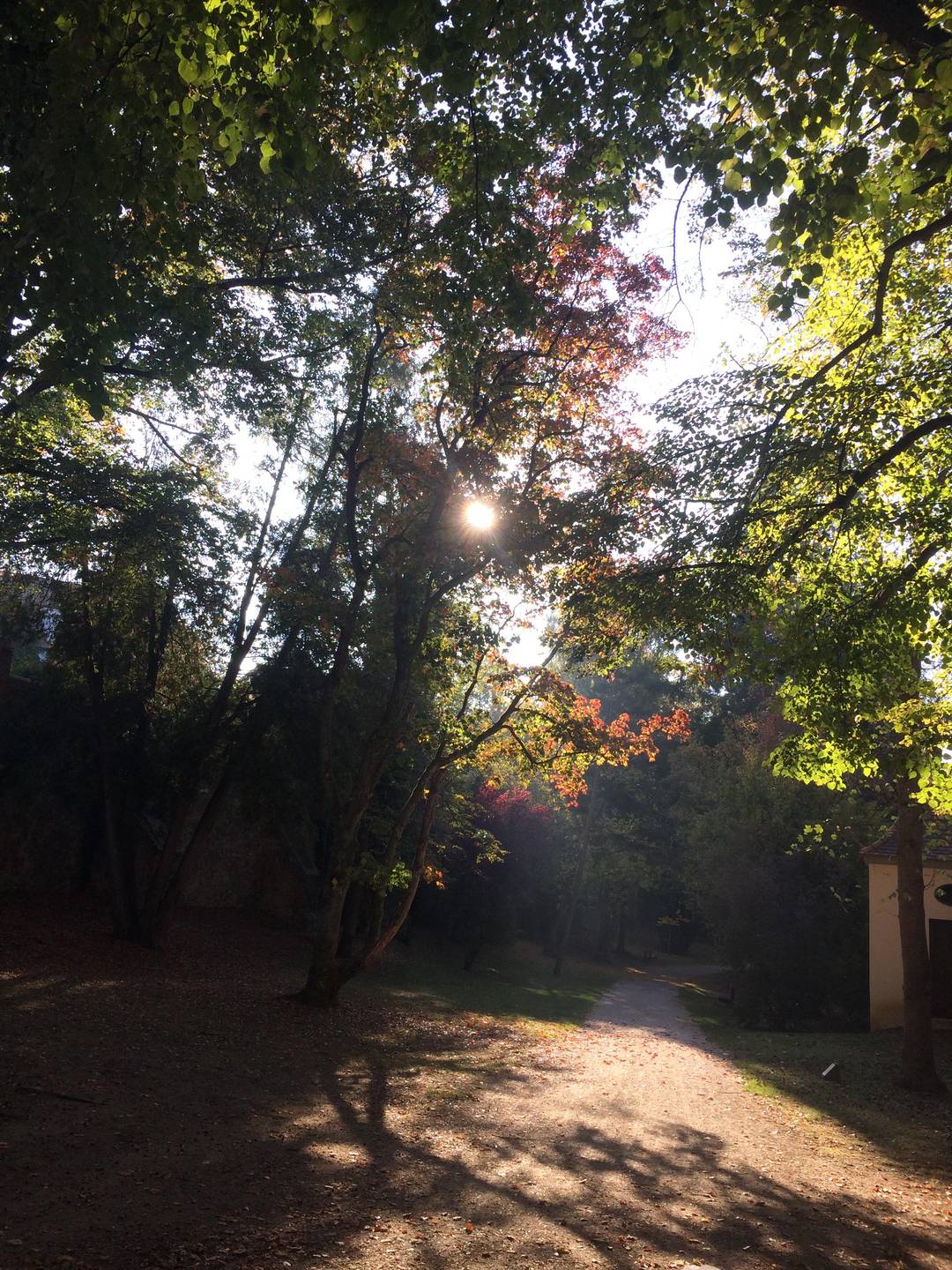 Walking along a park near my workplace 🍂🍁🧡 | Scrolller