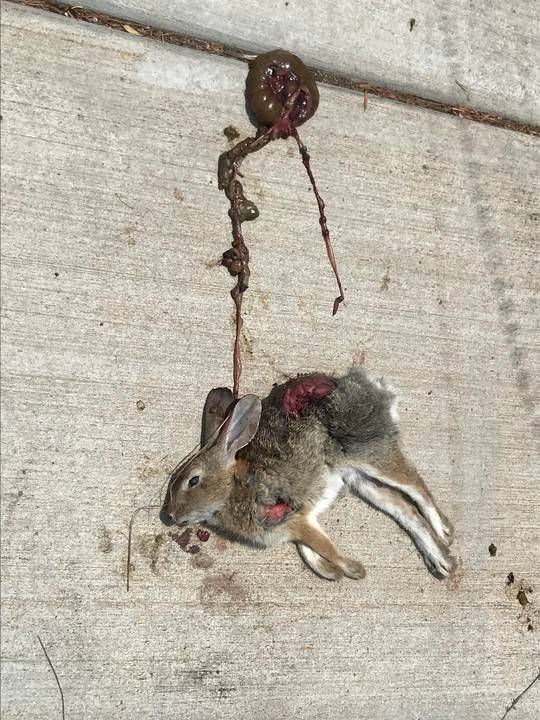 Roadkill | Pictures | Scrolller