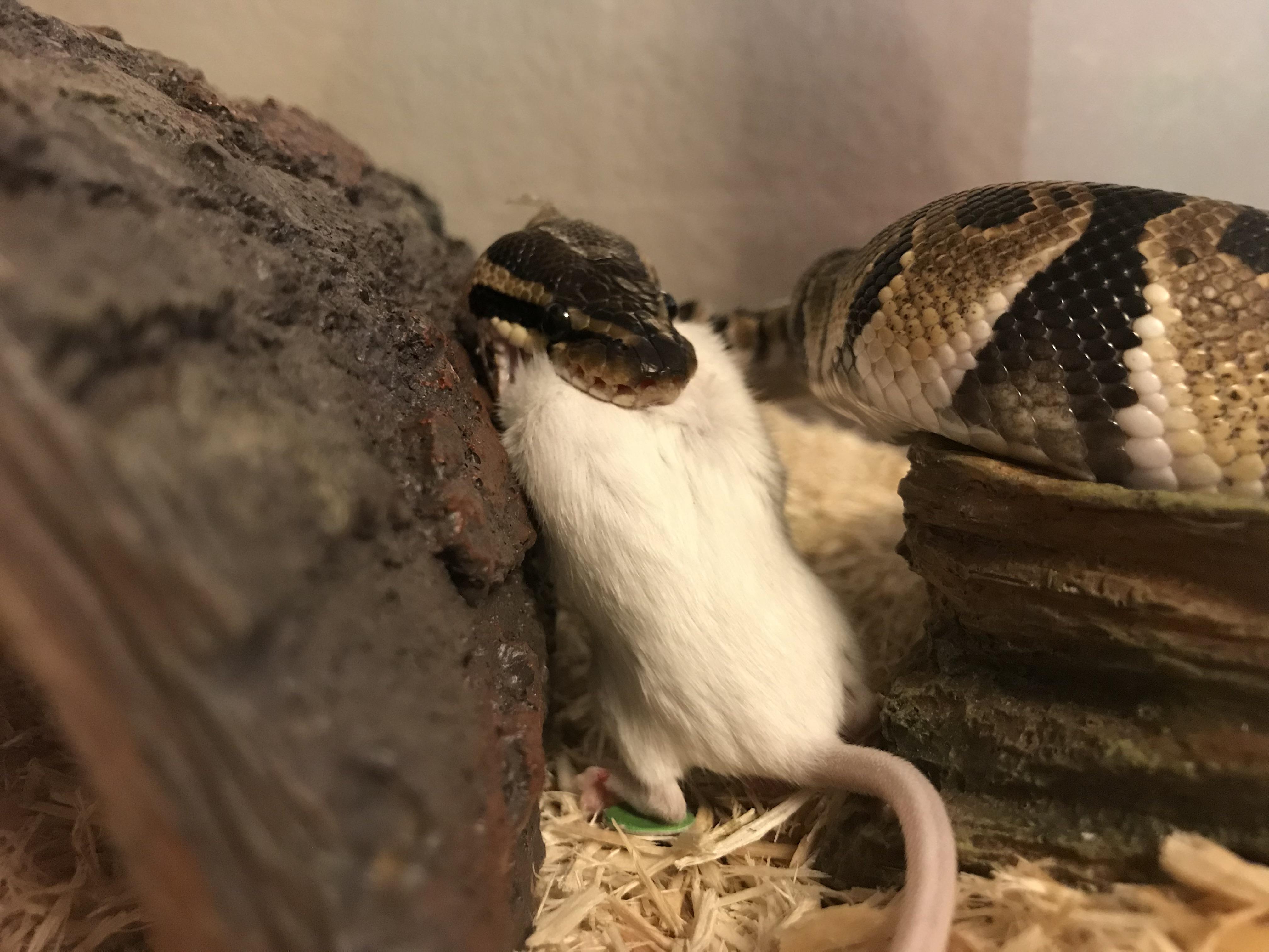 Warning: graphic content. I finally caught Billi eating a mouse on camera! | Scrolller