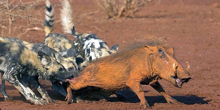 Warthog being taken down by painted wolves. | Scrolller