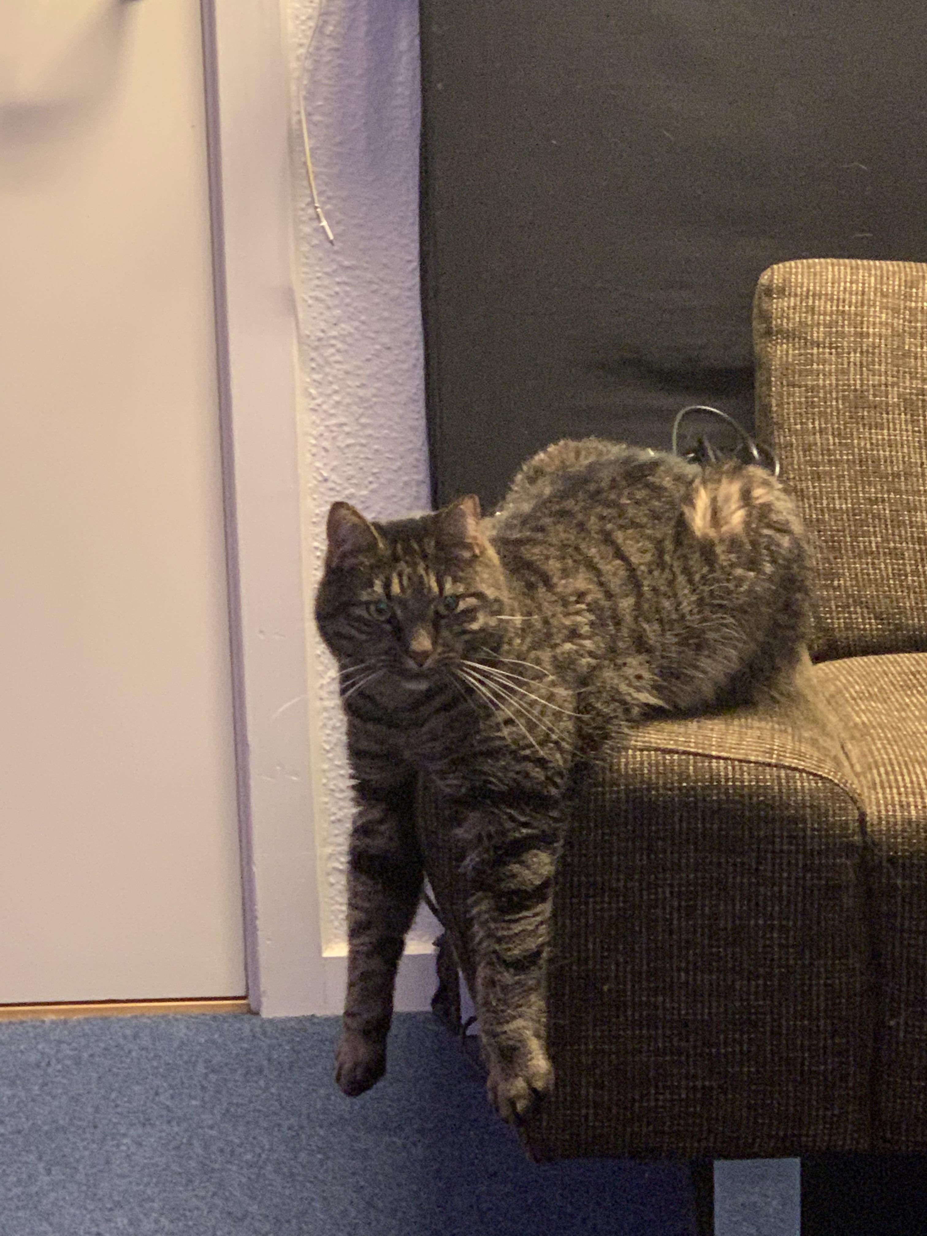 Was told this belonged here! Meet Jax! | Scrolller