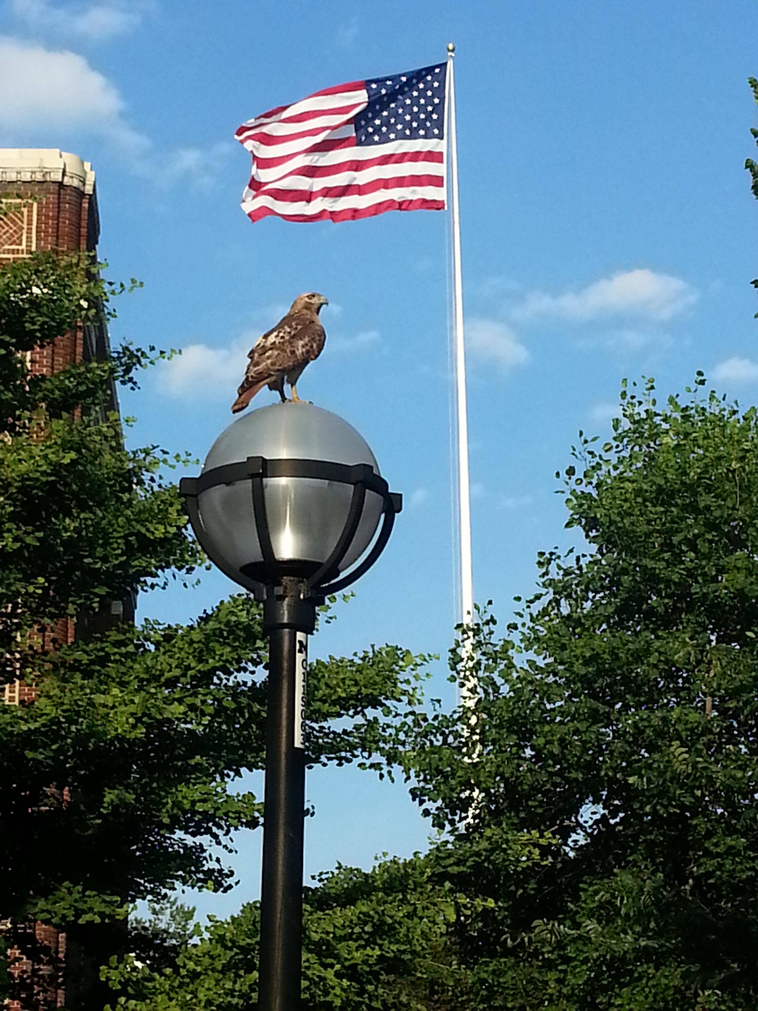 Was walking through the diag when suddenly...'MERICA! | Scrolller