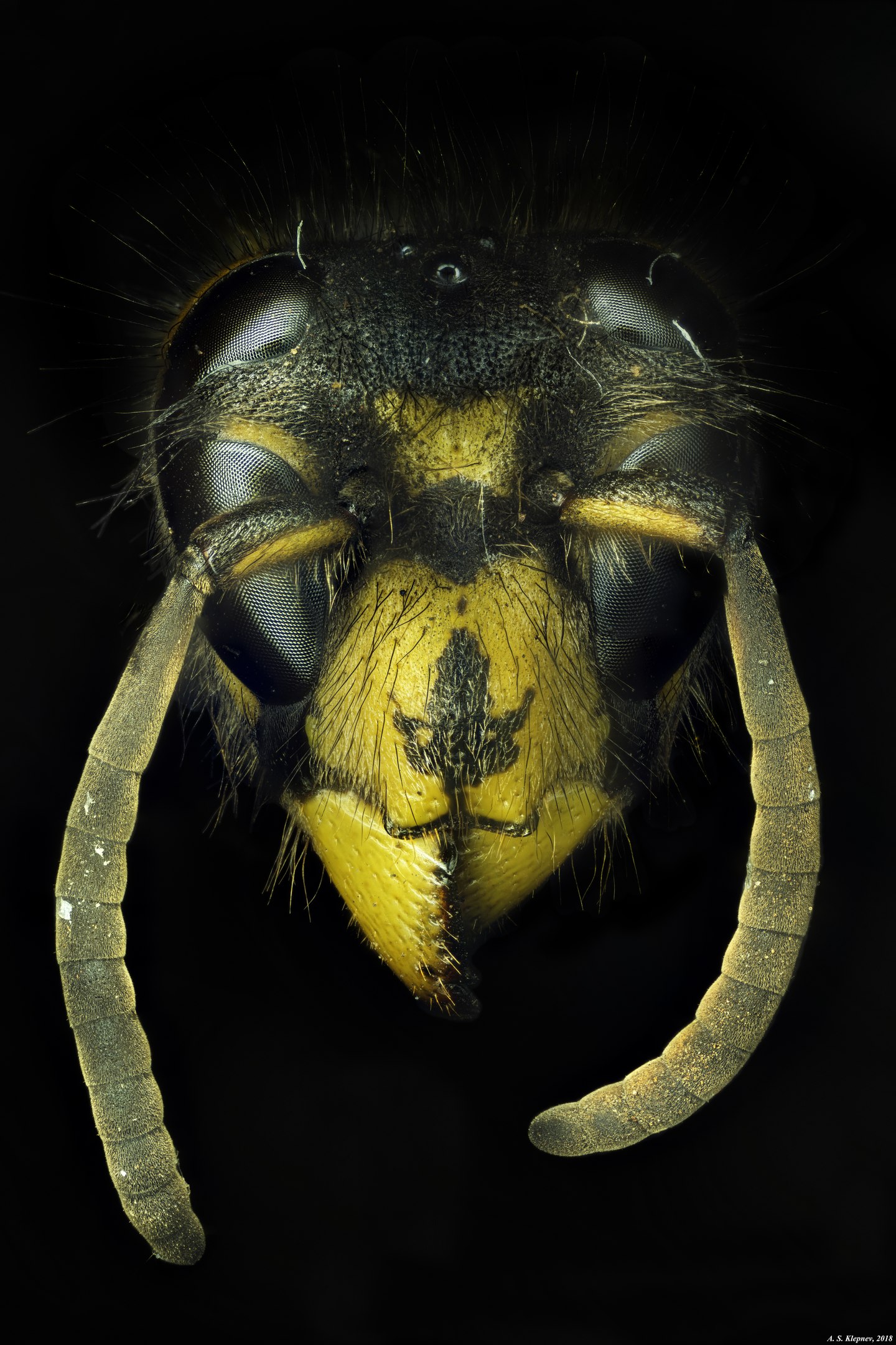 Wasp | Scrolller