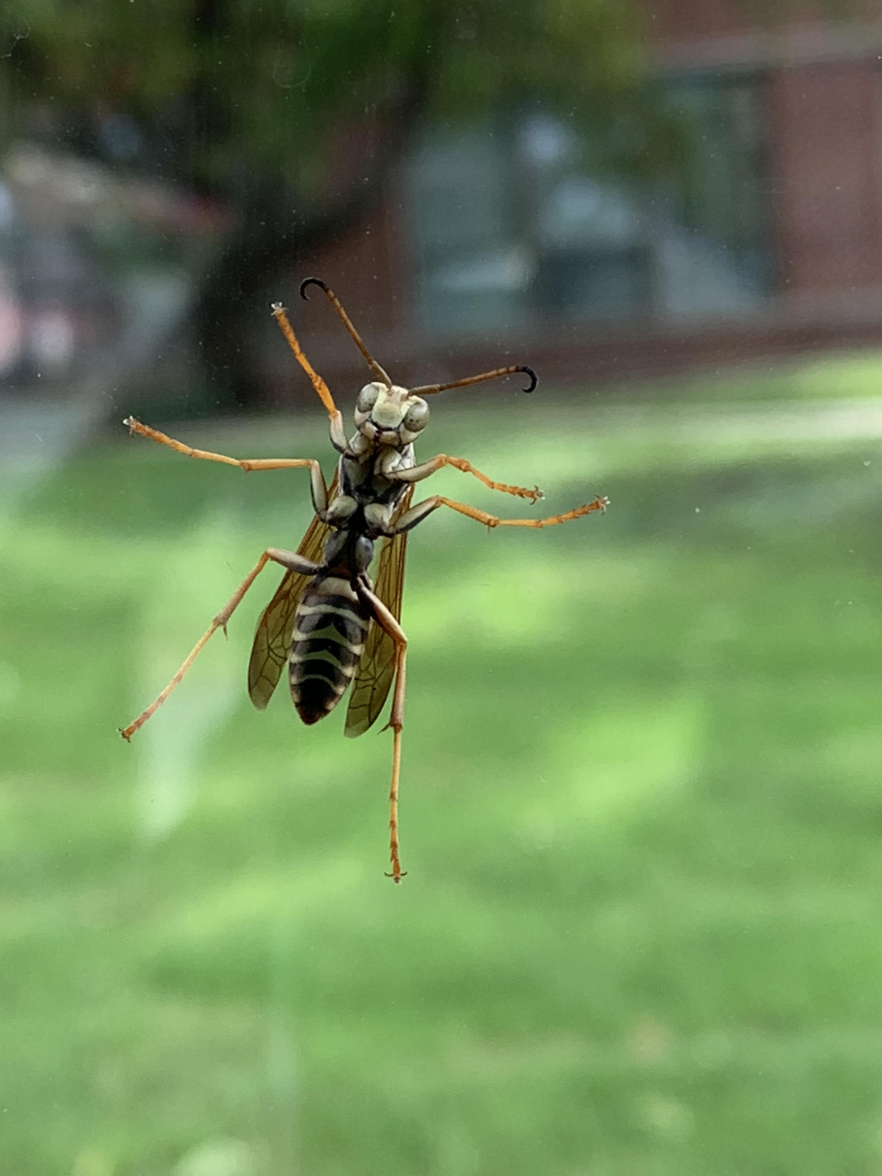 Wasp happening | Scrolller