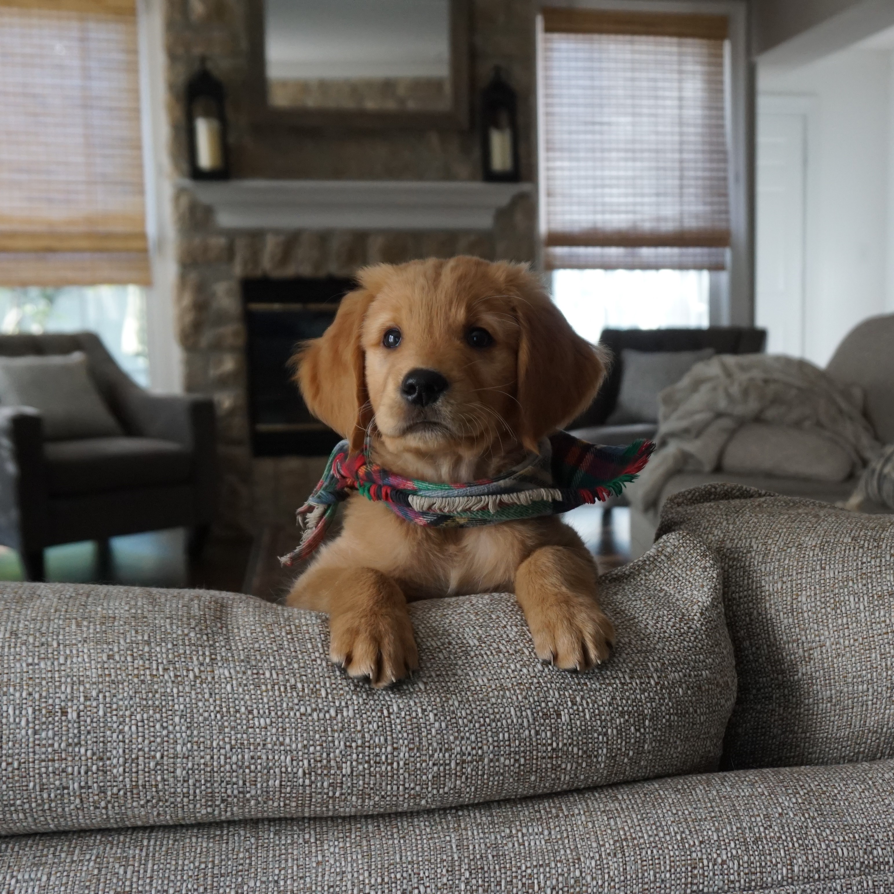 Watch out, it is Rex! | Scrolller