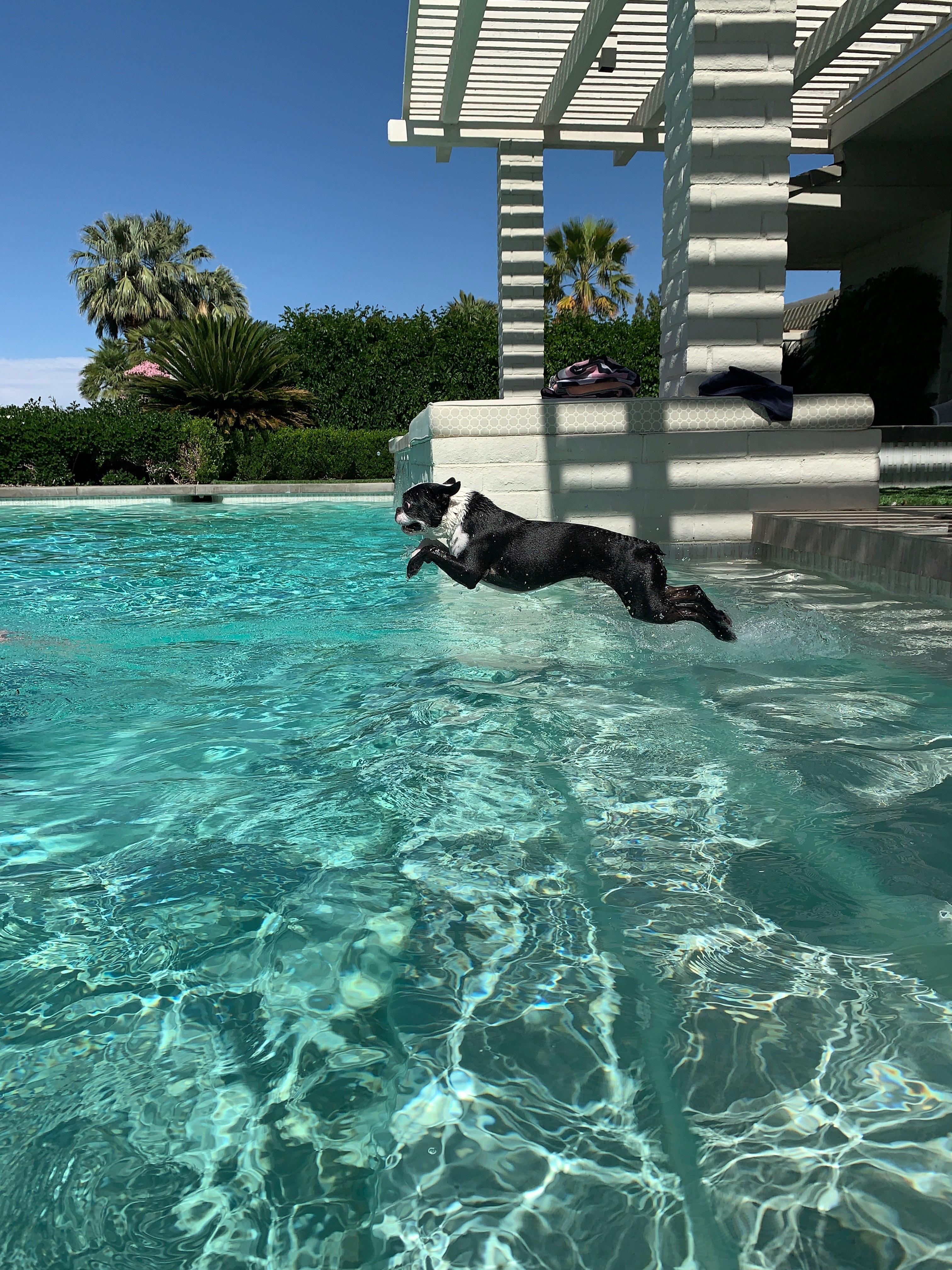 Water Bug | Scrolller