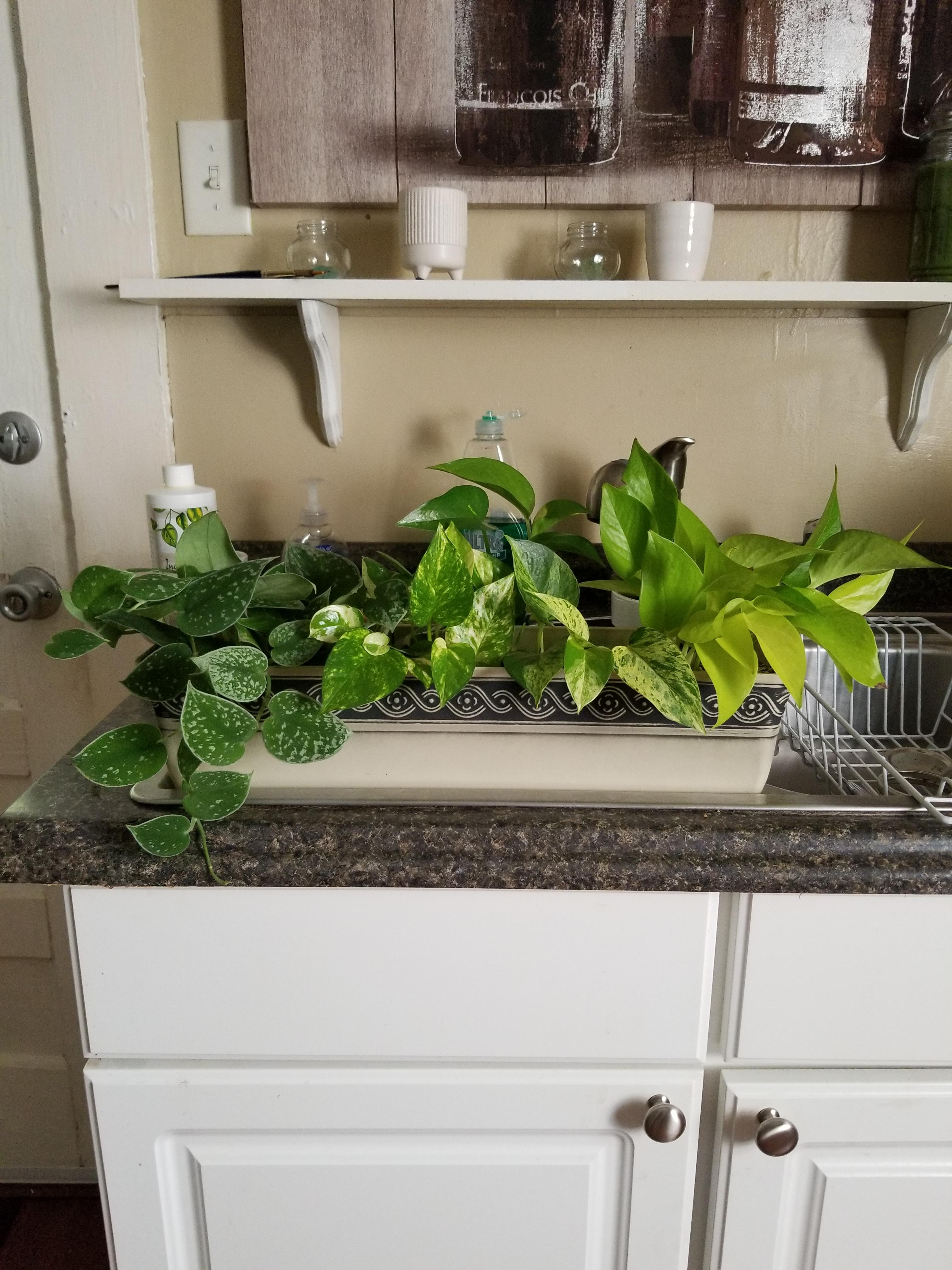 Watering one of my favorite pothos arrangements | Scrolller