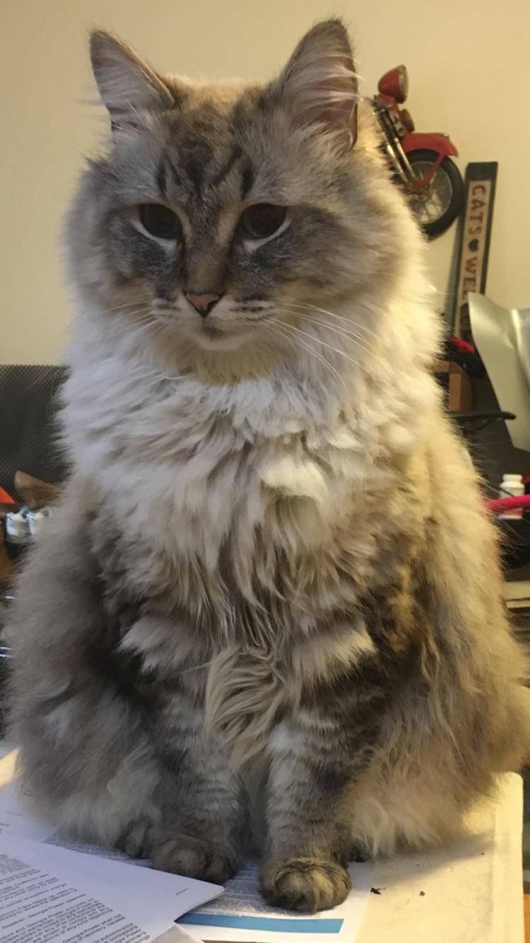 Waylon Jennings aka Duffy. 6year old Ragdoll | Scrolller