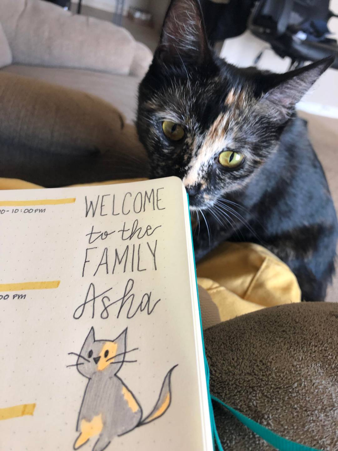 Weekly spread featuring our newest family member 🐱💕 | Scrolller