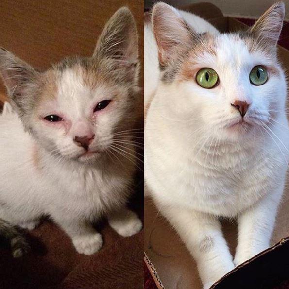 ? weeks VS 2 years. happy belated national feral cat day to my fatty with the lime green marbles ...