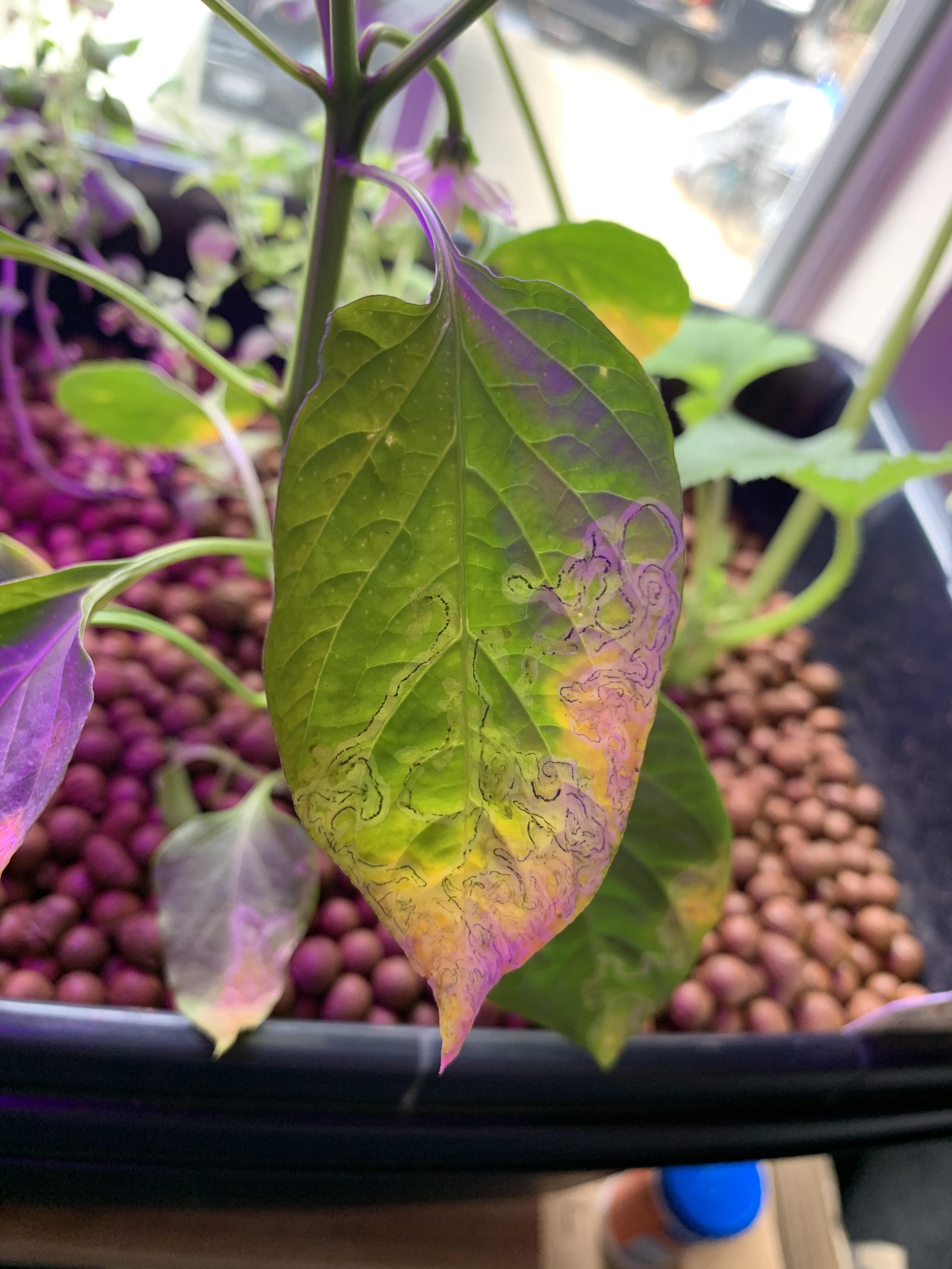 Weird black lines on plant leaves | Scrolller