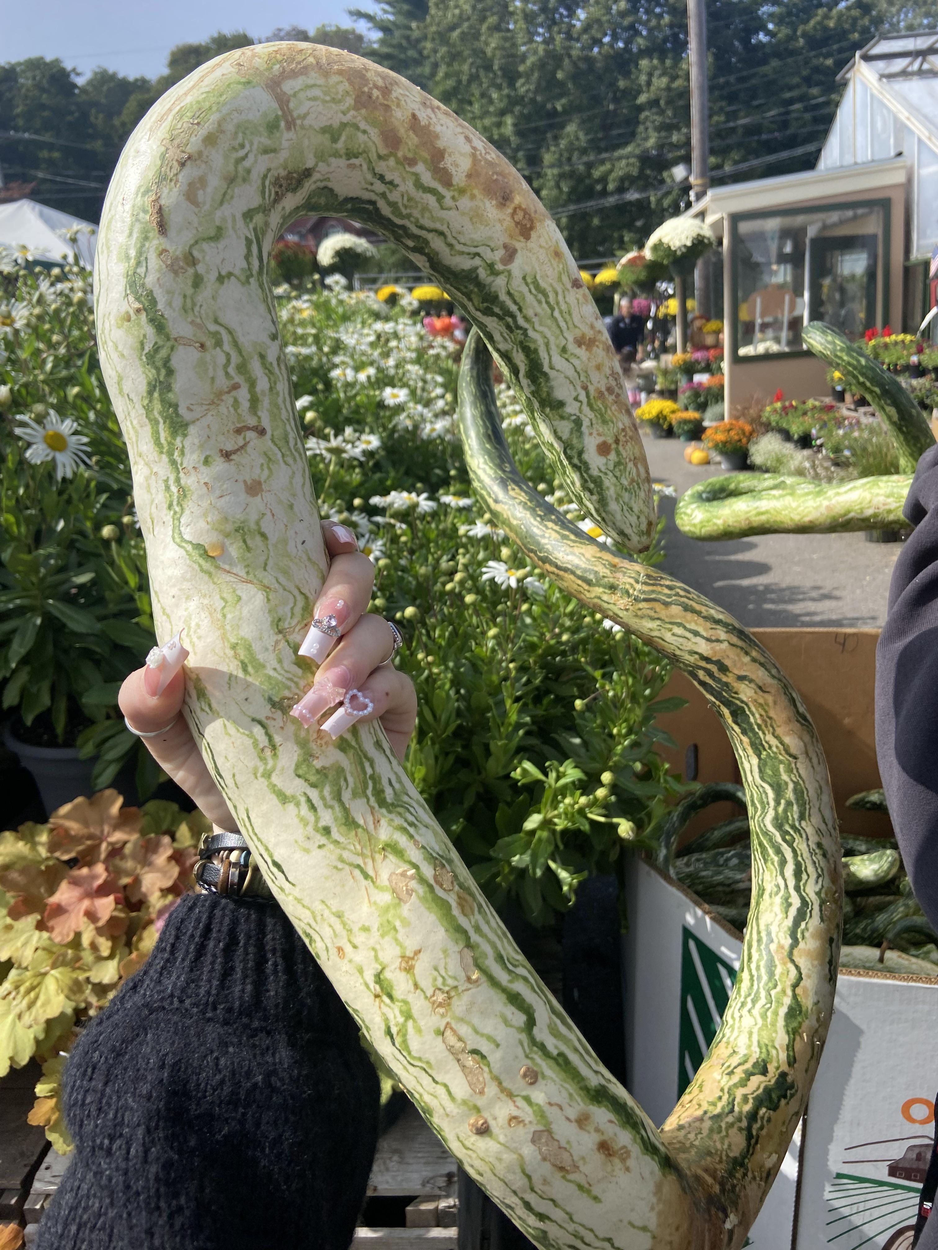 Weird looking snake... | Scrolller