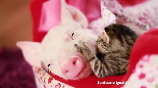 Welcome to r/kittengifs here have a pig | Scrolller