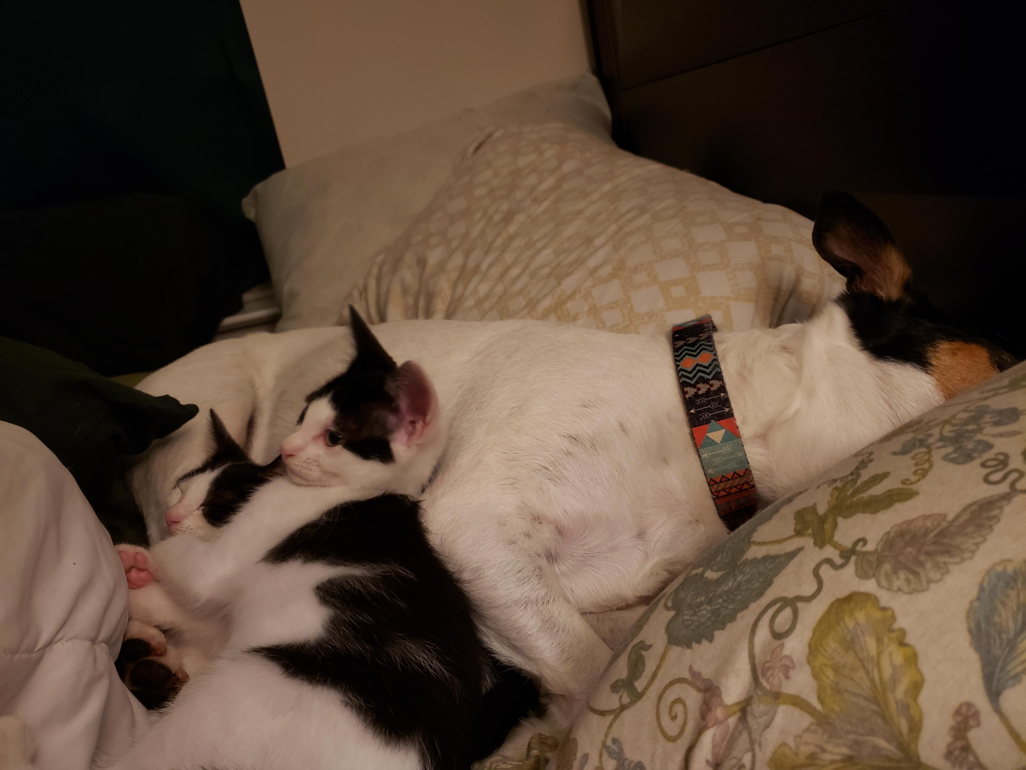 Welcome to the Cookies N Cream Cuddle Puddle feat. Foster Kittens and Artemis! | Scrolller