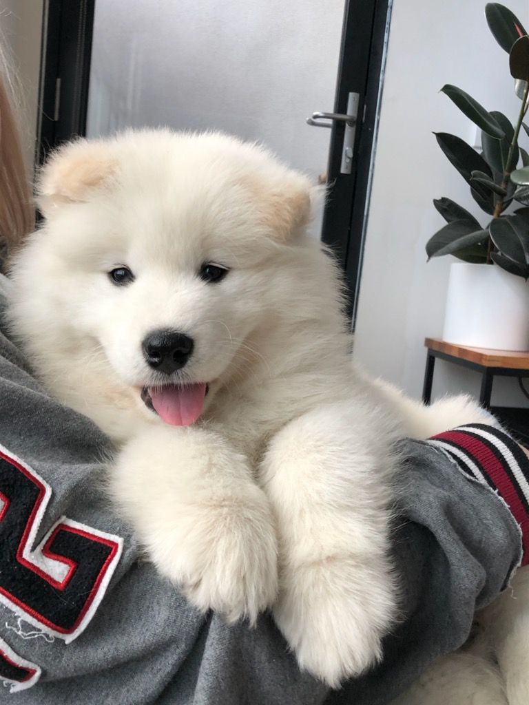 Welcome to the pack, Ziggy! | Scrolller