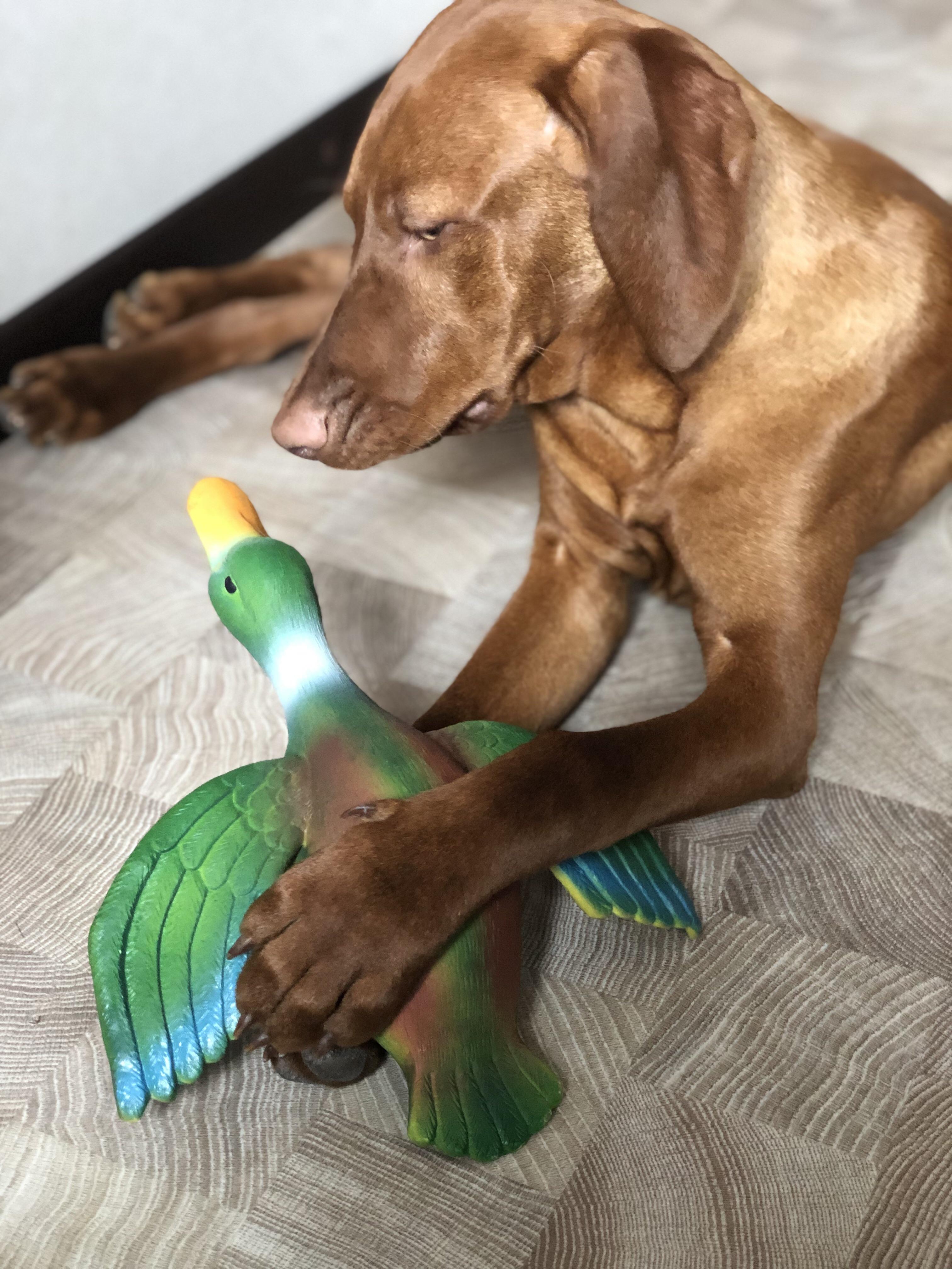 Well, hello, my new passion | Scrolller