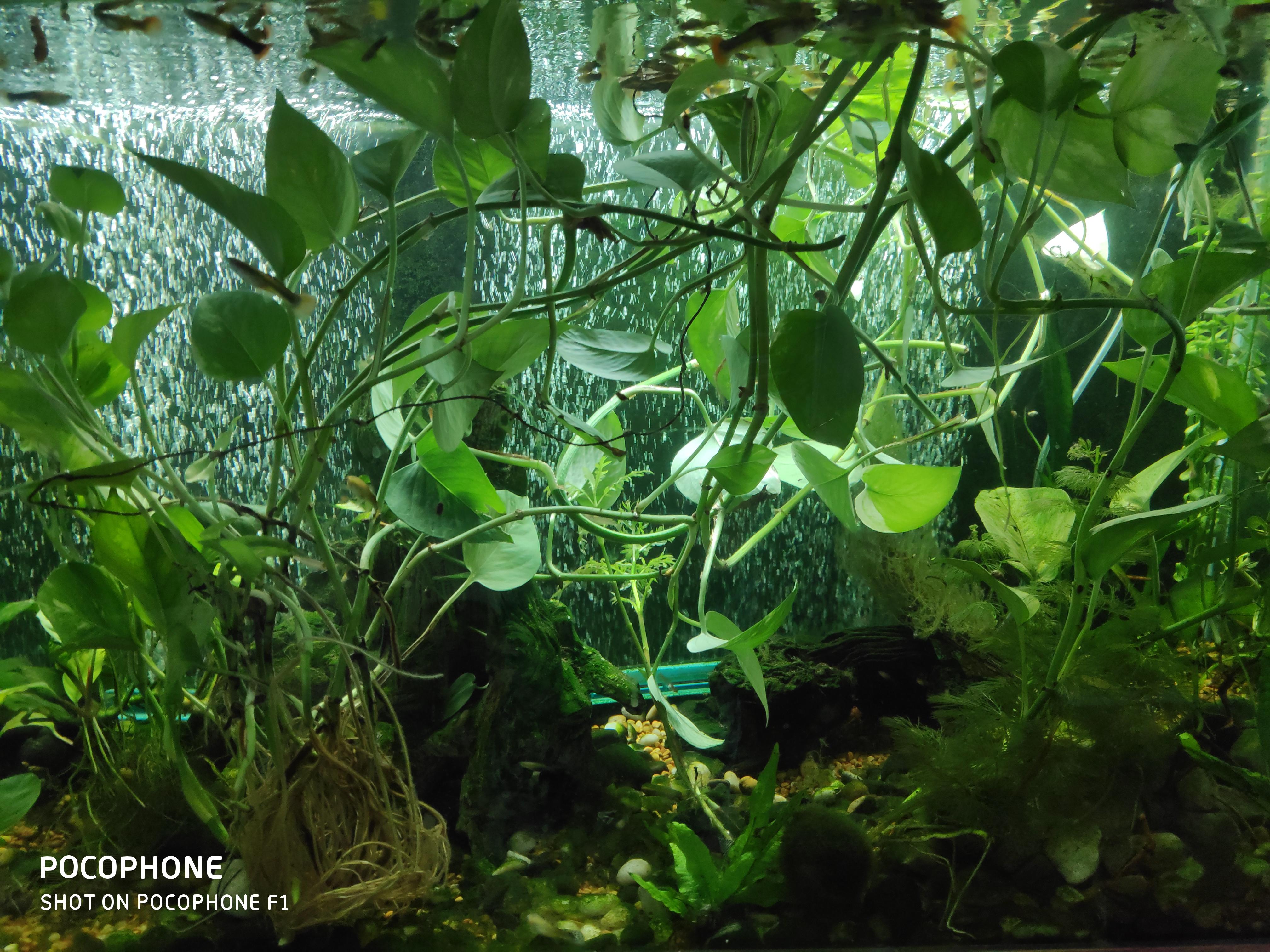 Well, my mom gave me a new pothos... | Scrolller