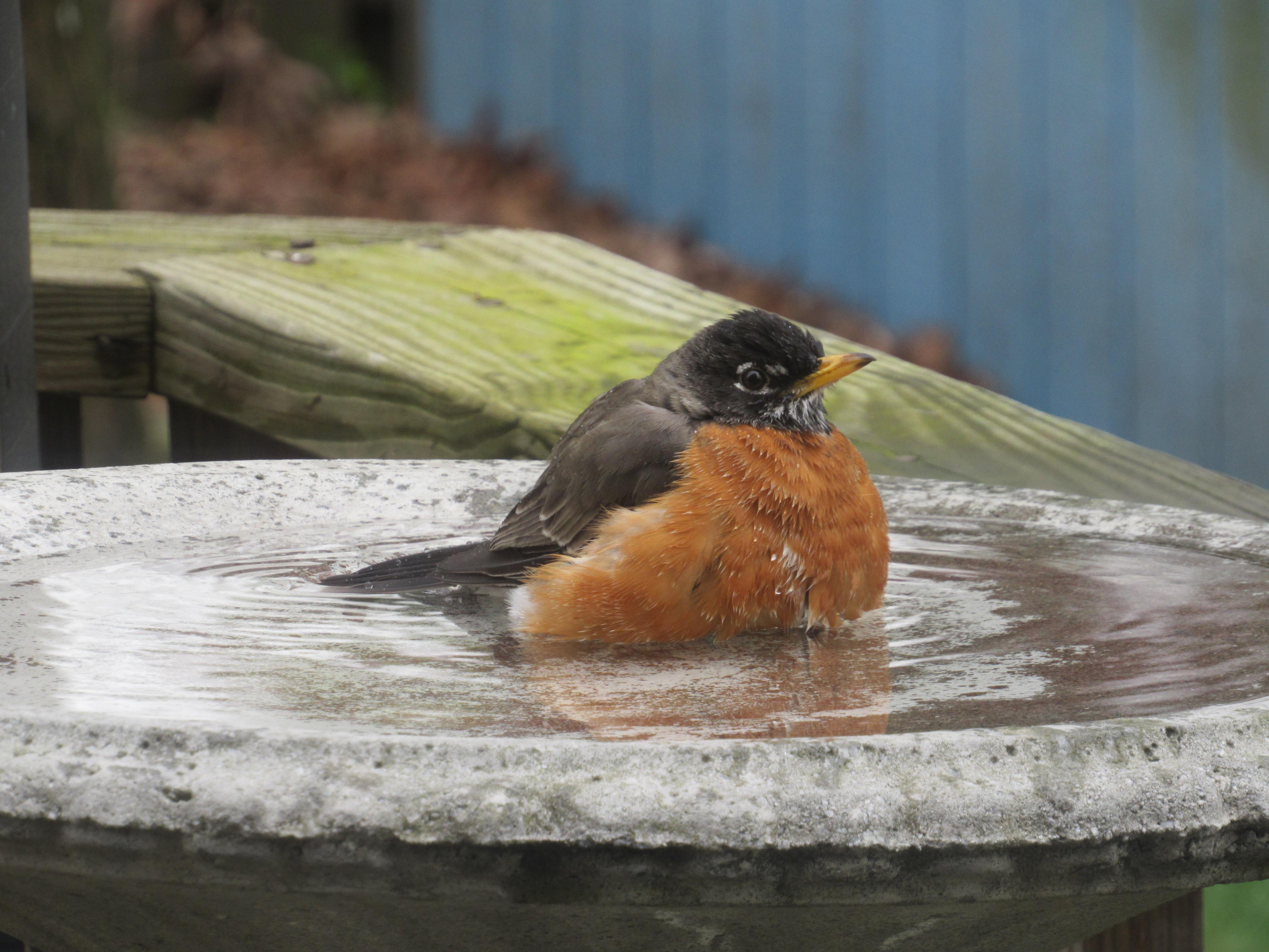 Wet Borb | Scrolller