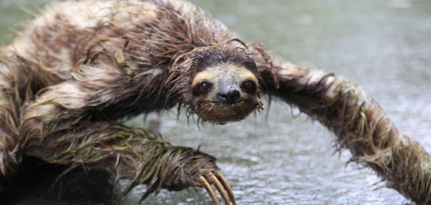 Wet sloths are terrifying | Scrolller