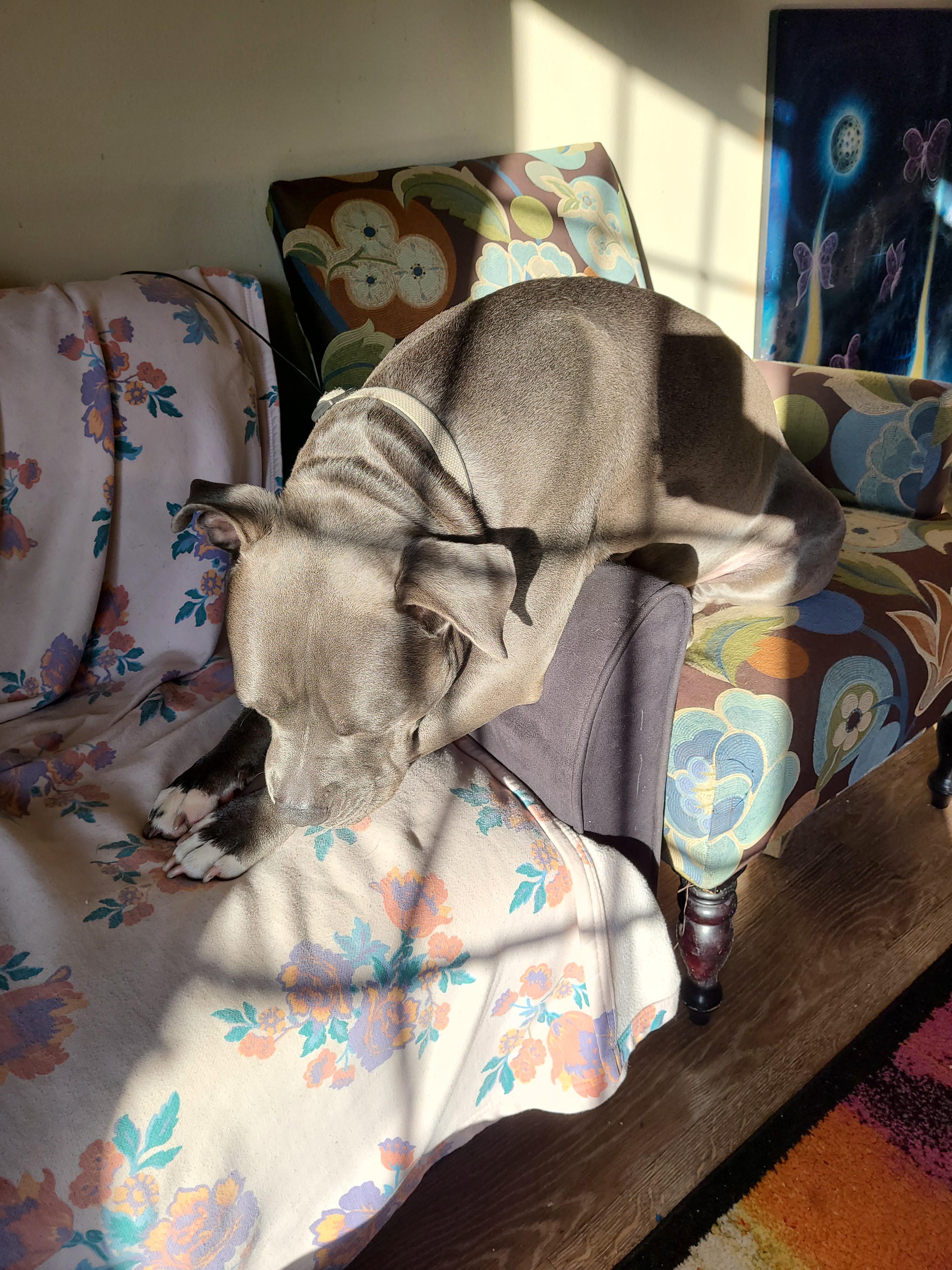 Whaen the sun hits the spot ☀ passed out half way moving from the chair to the couch | Scrolller